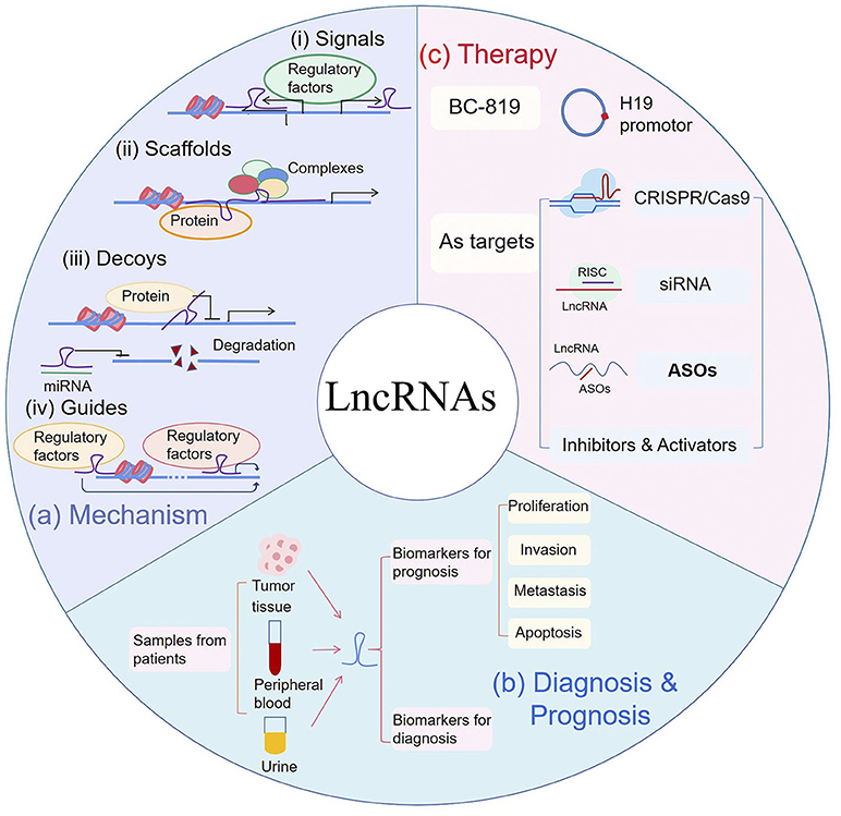 Frontiers Long Non Coding Rnas In Cancer Implications For Diagnosis