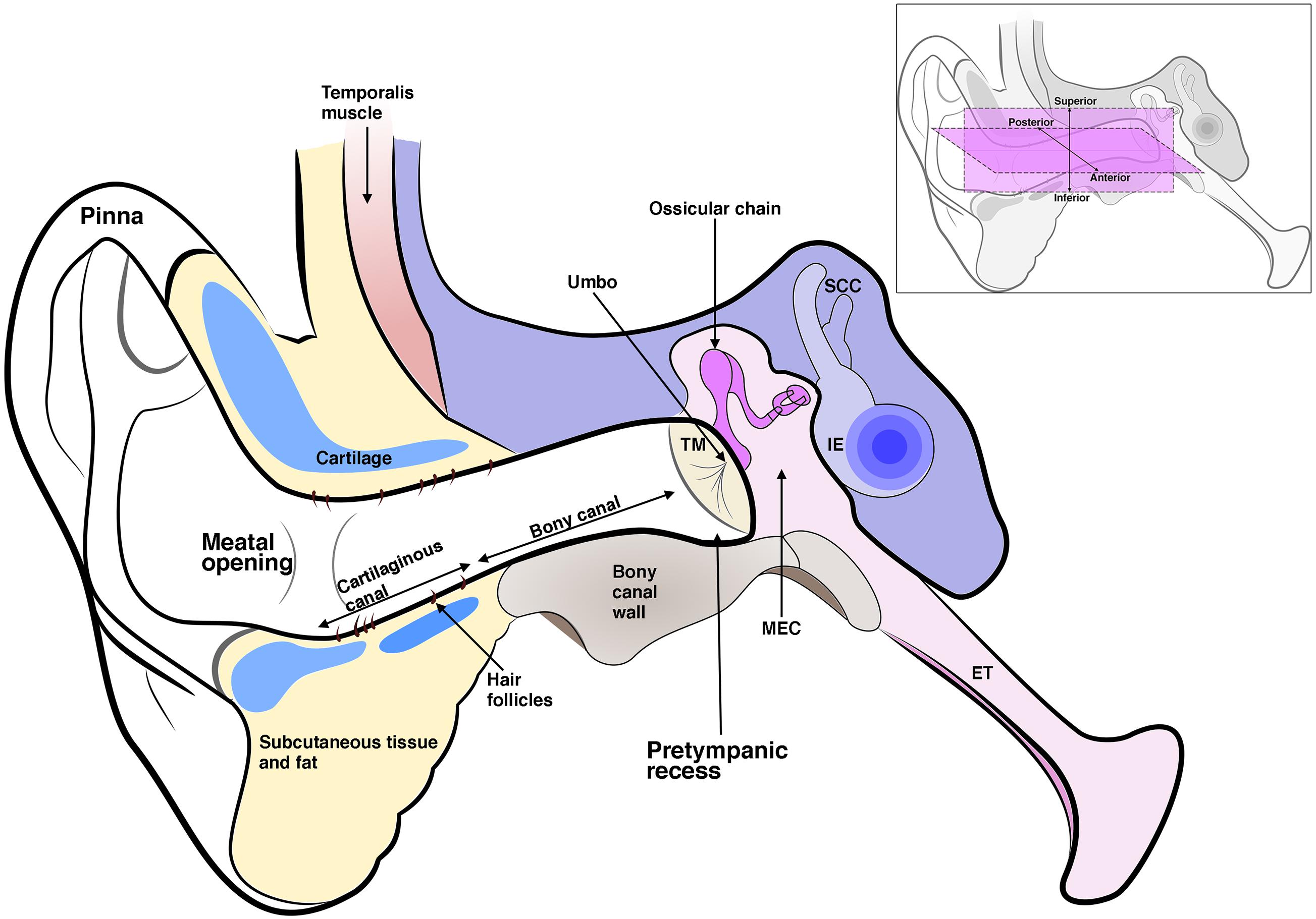 Frontiers Anatomy And Development Of The Mammalian External Auditory 