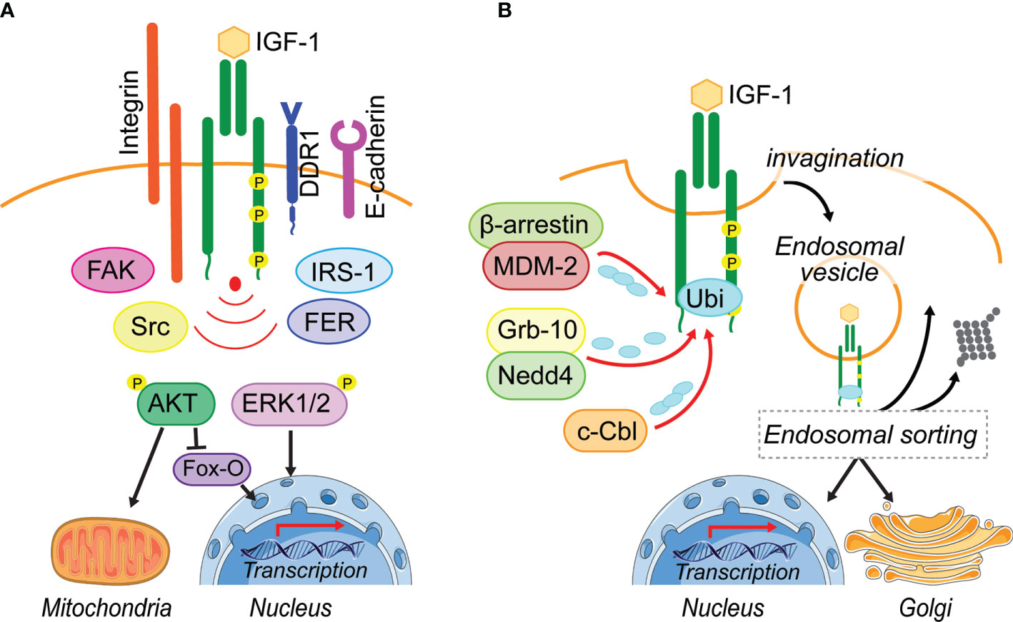 Biochemistry Signaling Pathways With Receptor Tyrosin