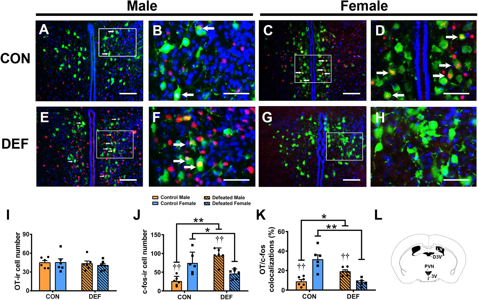Frontiers Sex Dependent Effects Of Chronic Social Defeat On Emotional