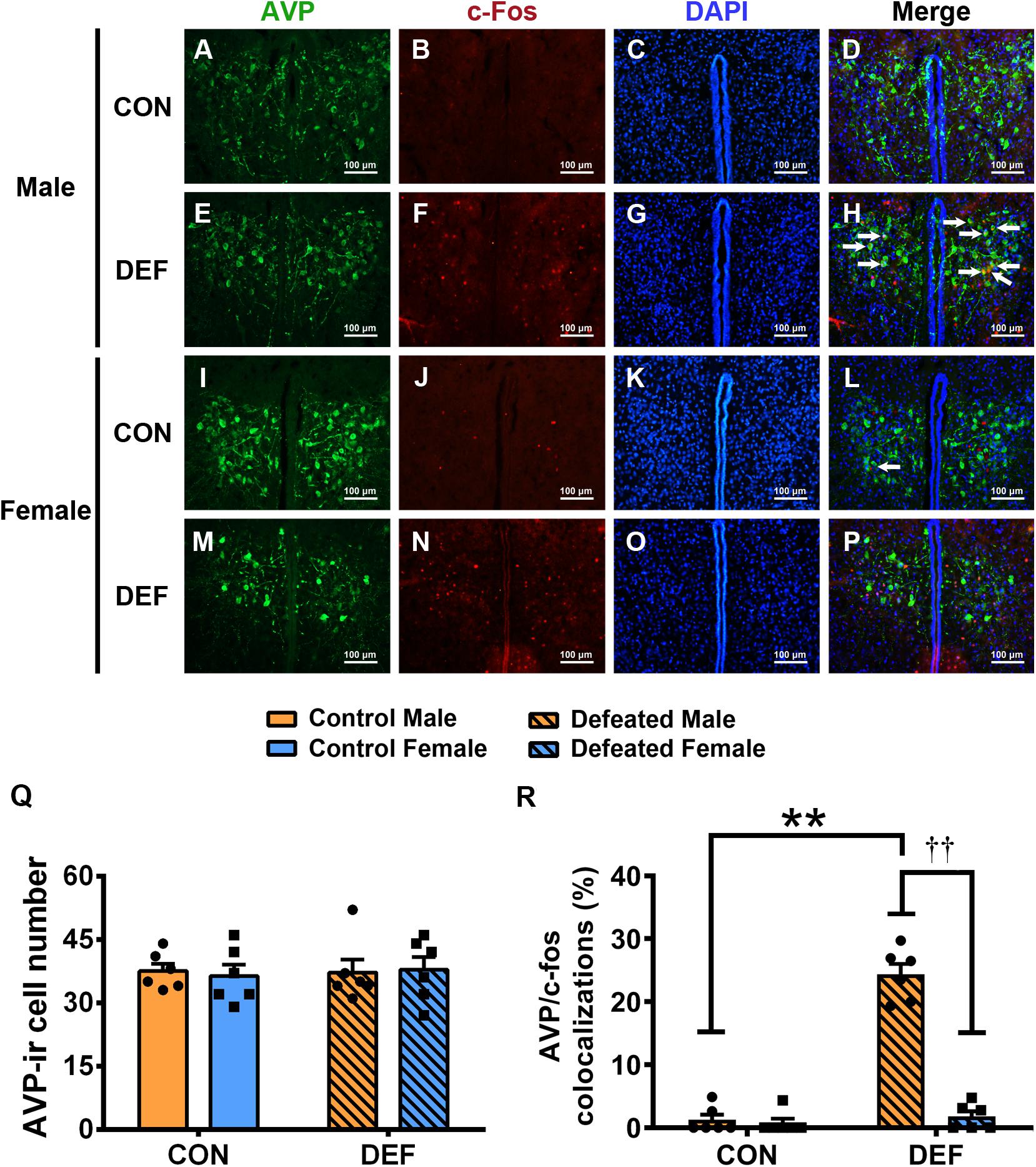 Frontiers Sex Dependent Effects Of Chronic Social Defeat On Emotional