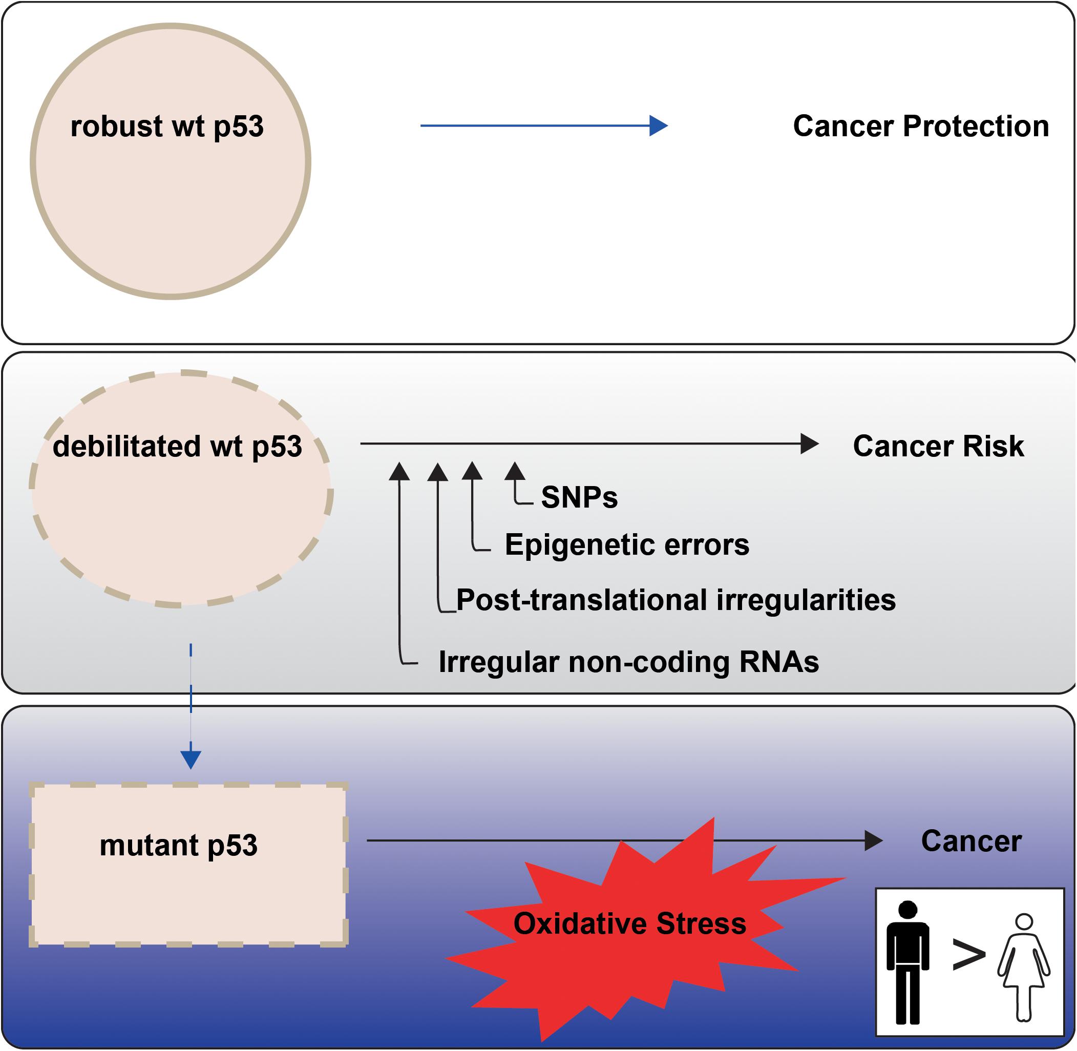 Frontiers Cancer And Tumour Suppressor P53 Encounters At The Juncture