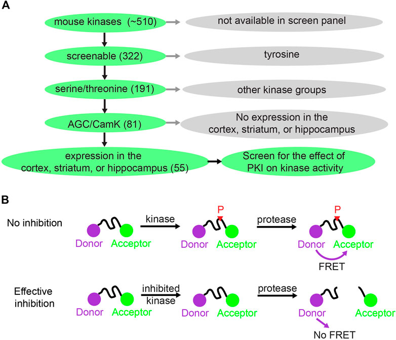 Frontiers The Kinase Specificity Of Protein Kinase Inhibitor Peptide