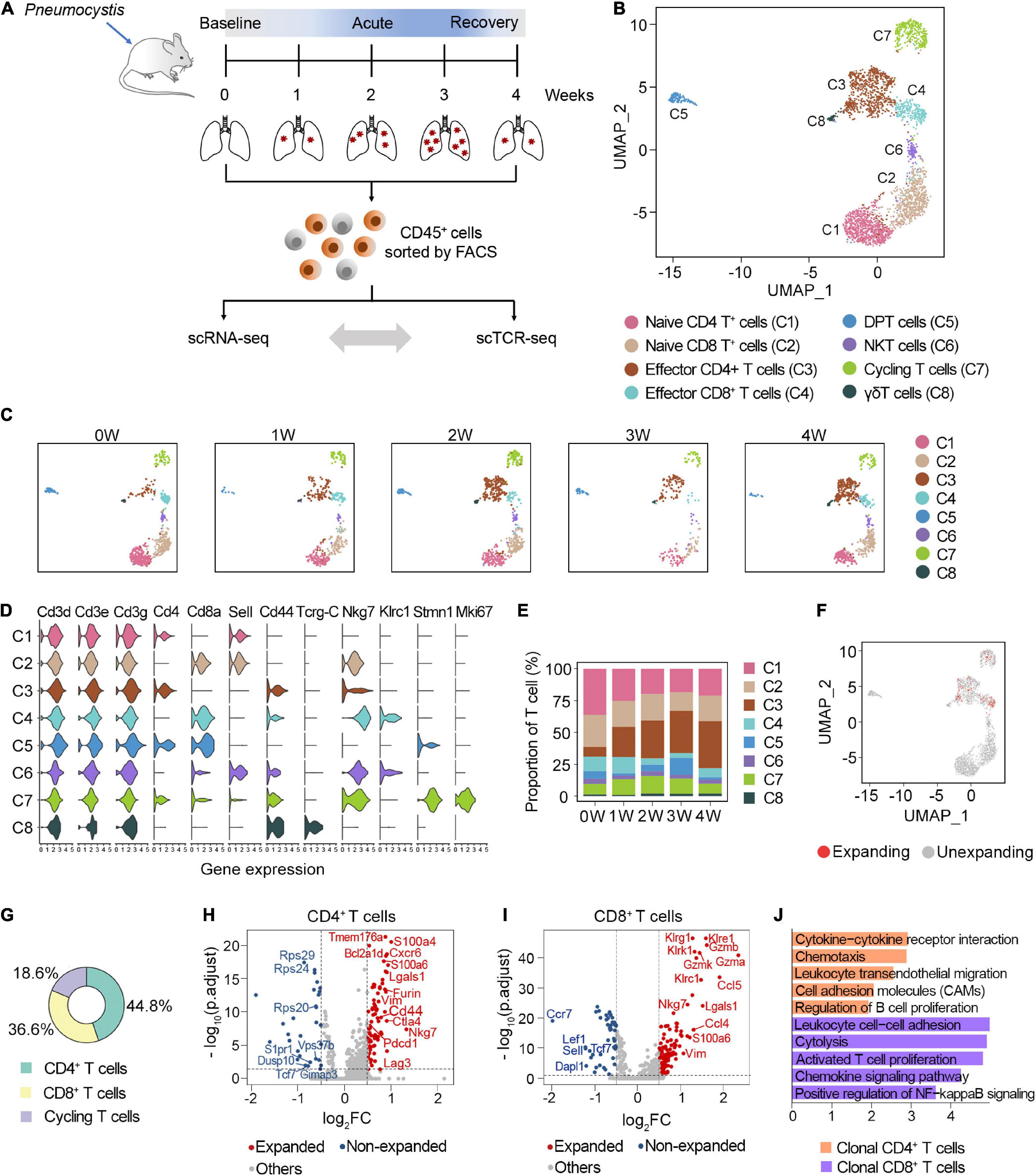 Single Cell Rna Sequencing Ngs Analysis Single Cell Rna Sequencing Ngs Analysis