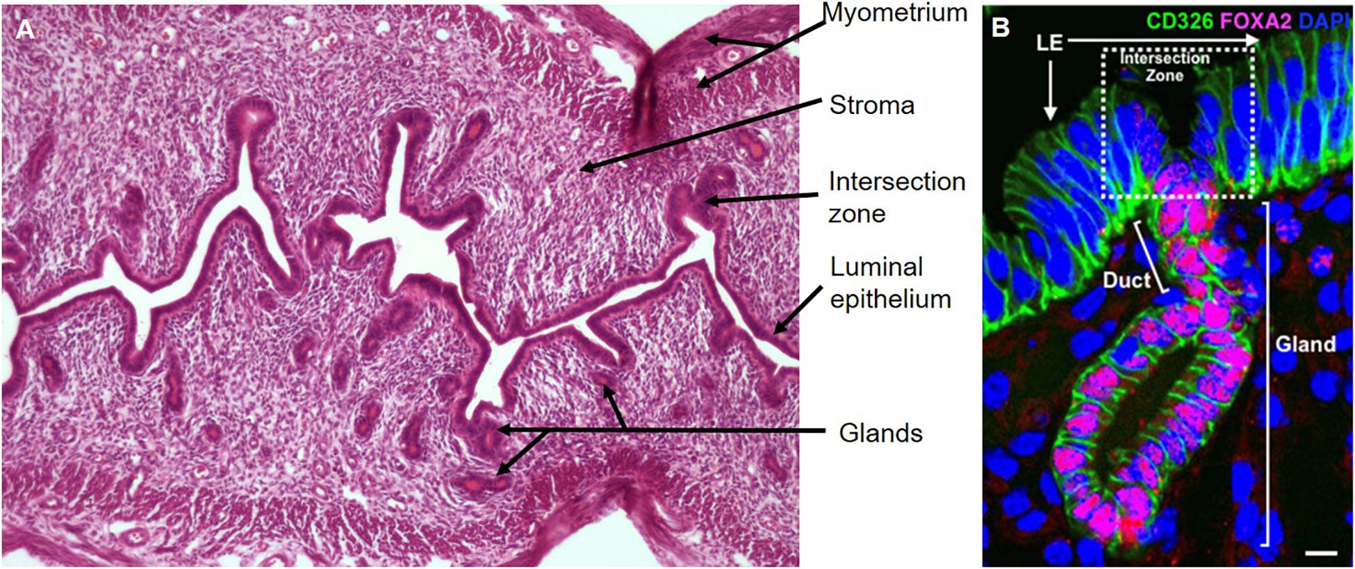 Histology Of The Human Endometrium During The Normal Cycle