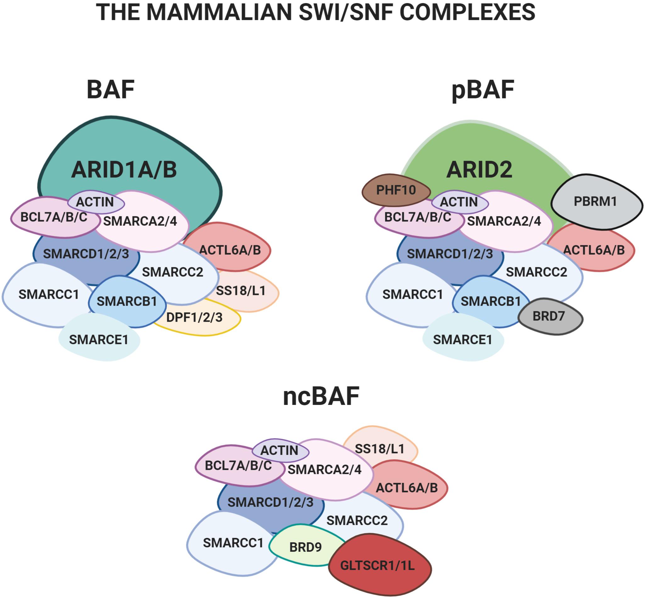 Frontiers The Evolutionary Conserved Swi Snf Subunits Arid1a And