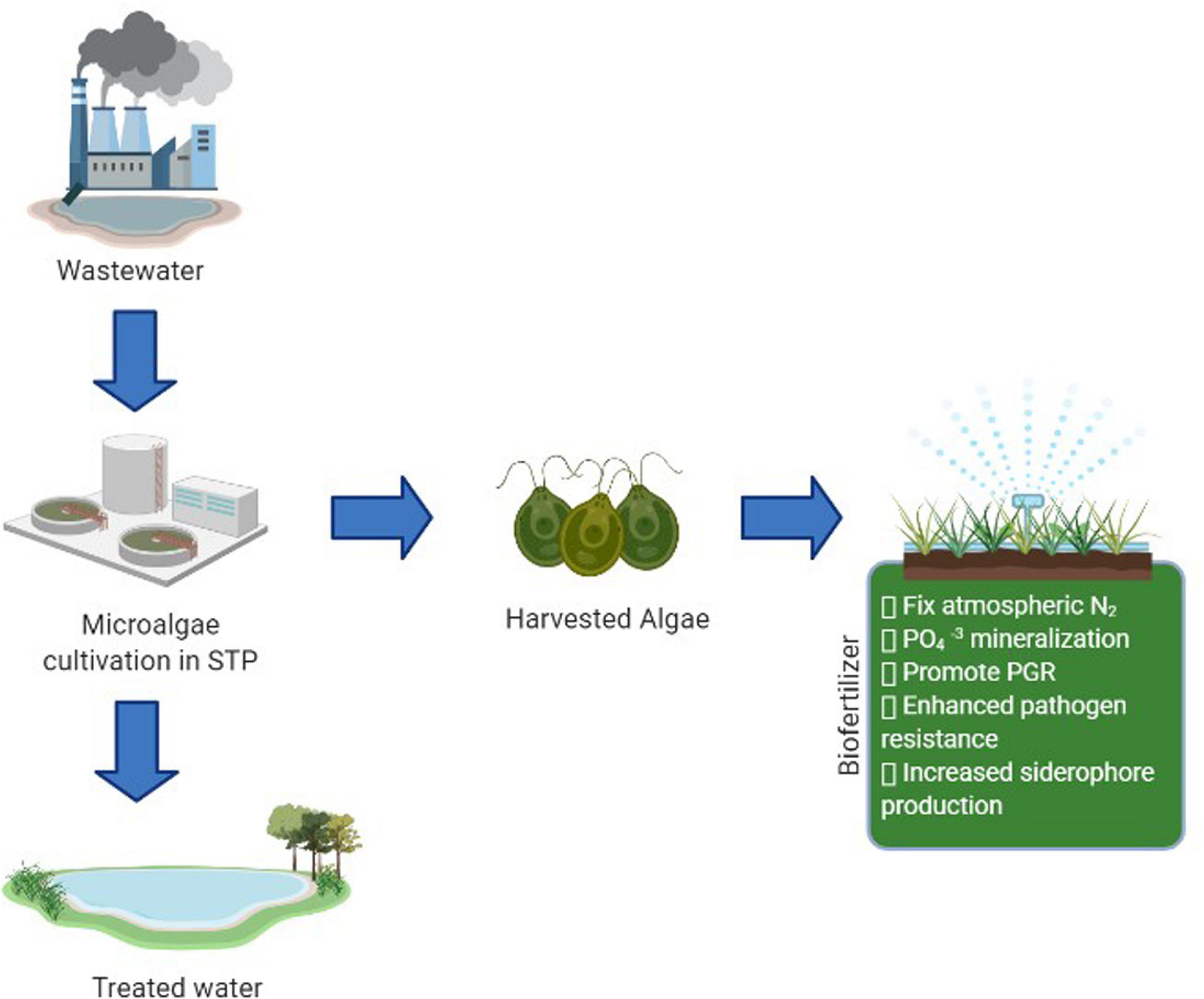 Types Of Algae Used In Wastewater Treatment at Glenn Joshua blog Types Of Algae Used In Wastewater Treatment at Glenn Joshua blog