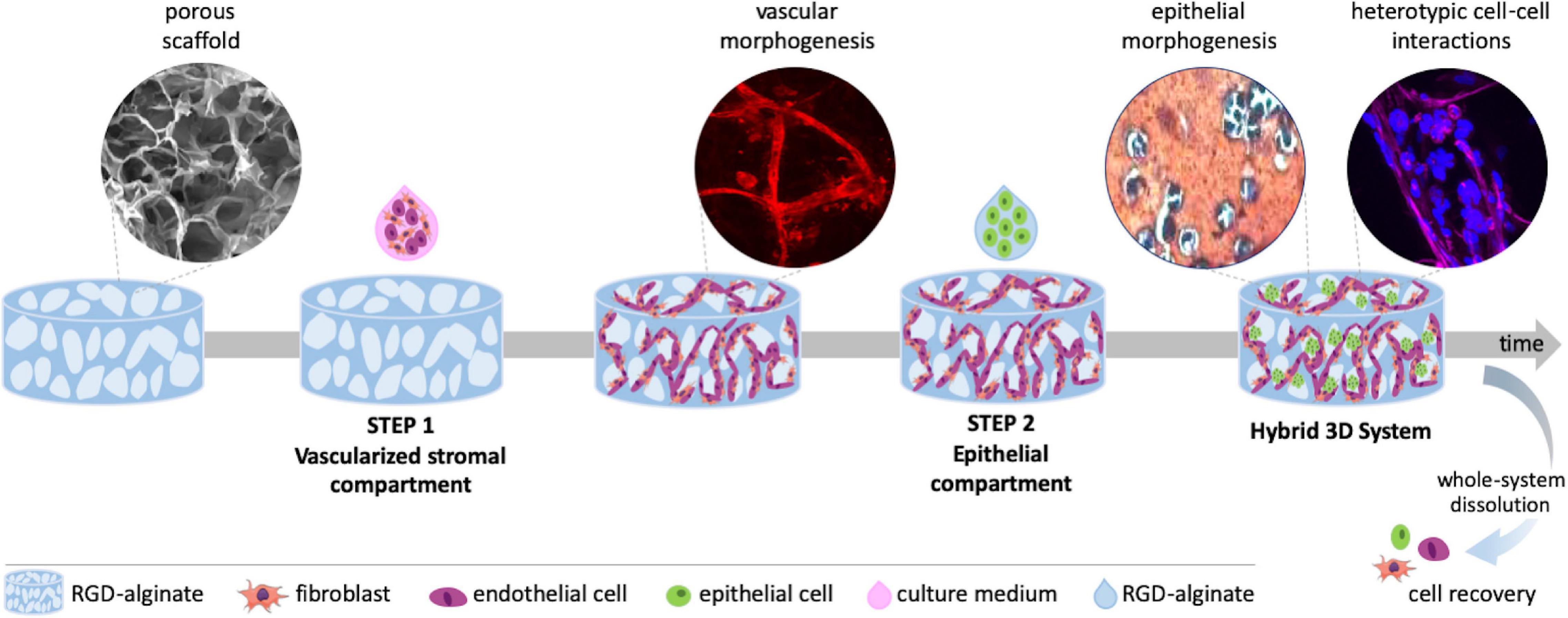 Frontiers Engineering A Vascularized 3d Hybrid System To Model Tumor