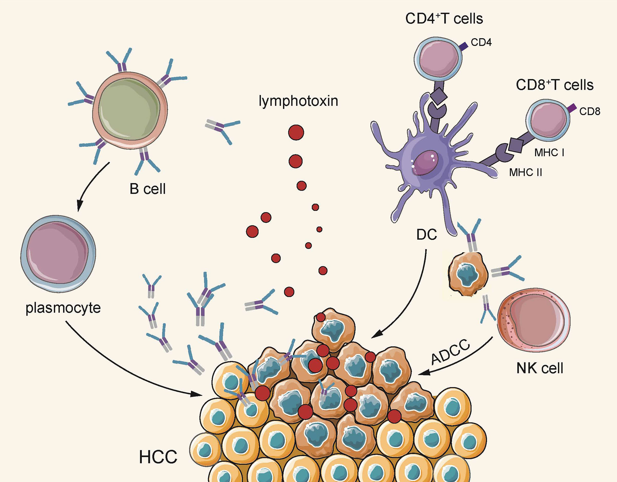 Frontiers Current Perspectives On B Lymphocytes In The Immunobiology