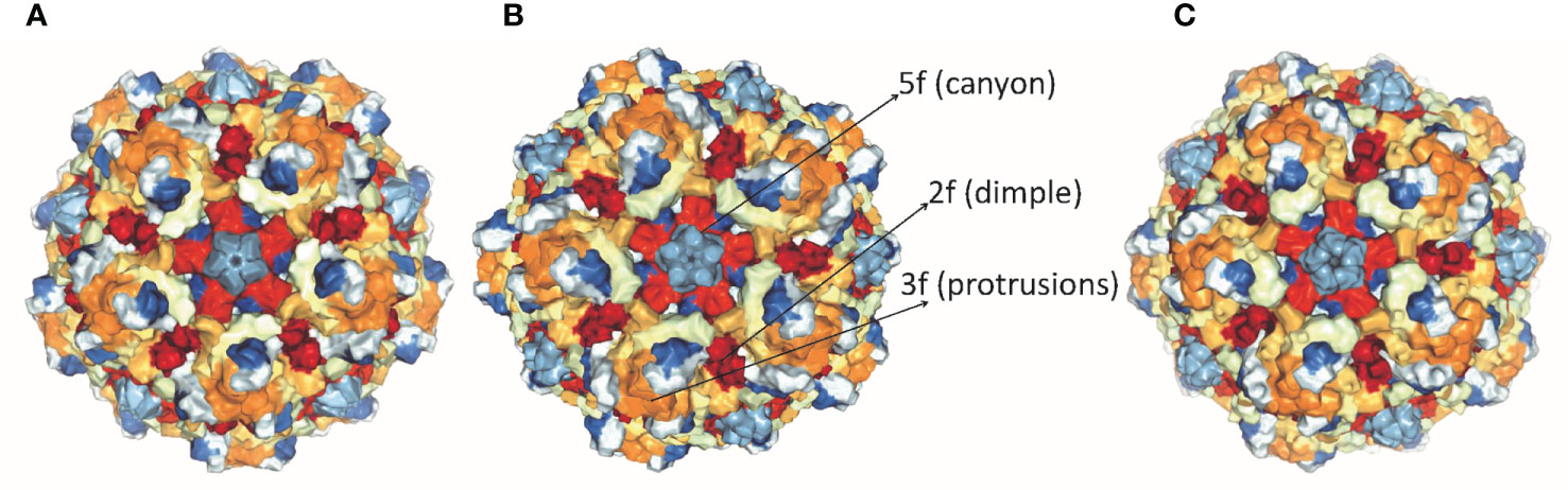 Frontiers Canine Parvovirus And Its Non Structural Gene 1 As 
