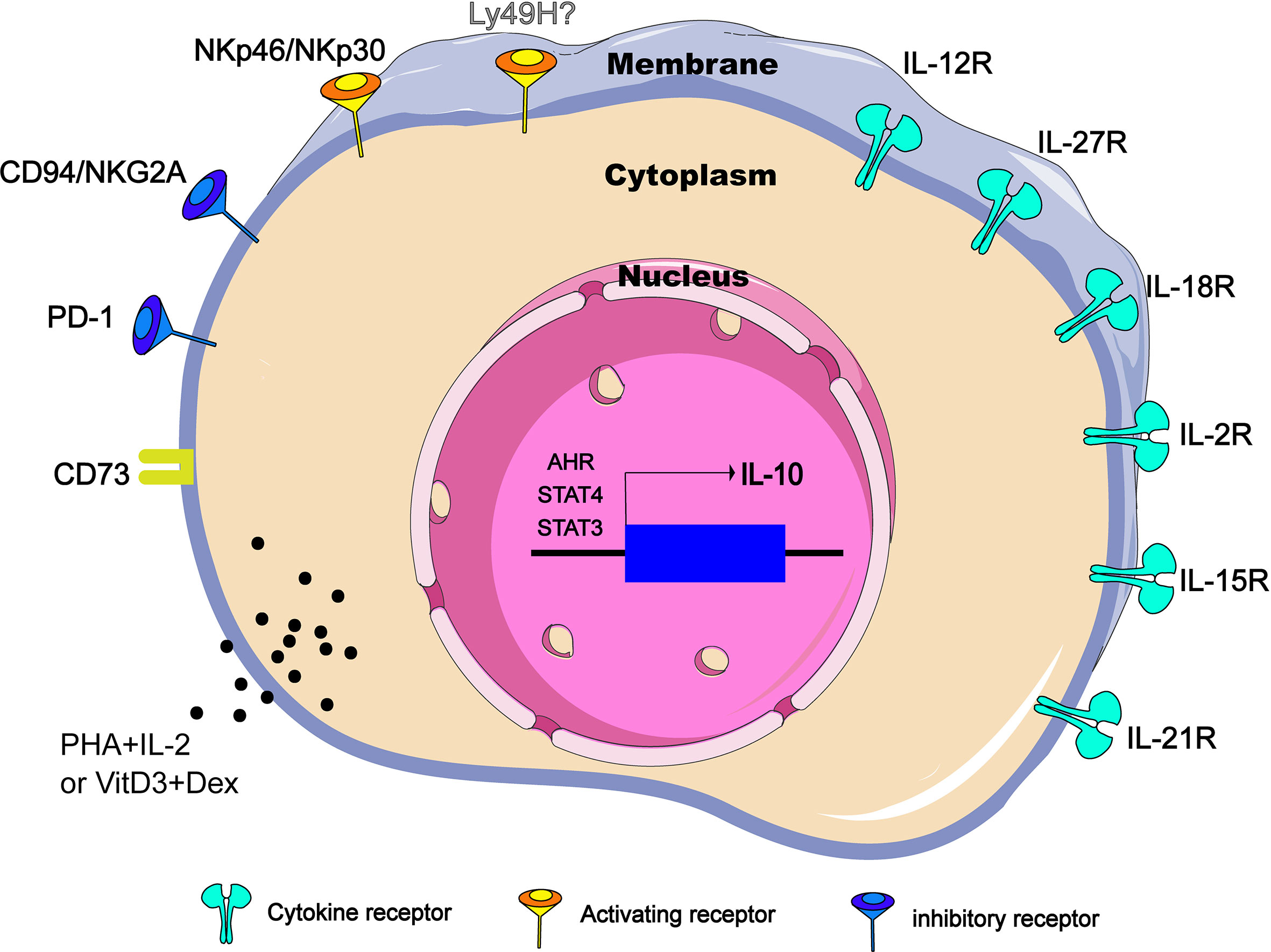 Laut Sprechen Rentner Pr fix Phytohemagglutinin Mechanism Lange Glanz Laut Sprechen Rentner Pr fix Phytohemagglutinin Mechanism Lange Glanz