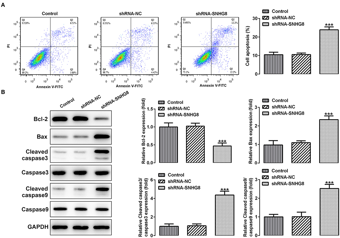 Frontiers Lncrna Snhg8 Promotes Proliferation And Inhibits Apoptosis