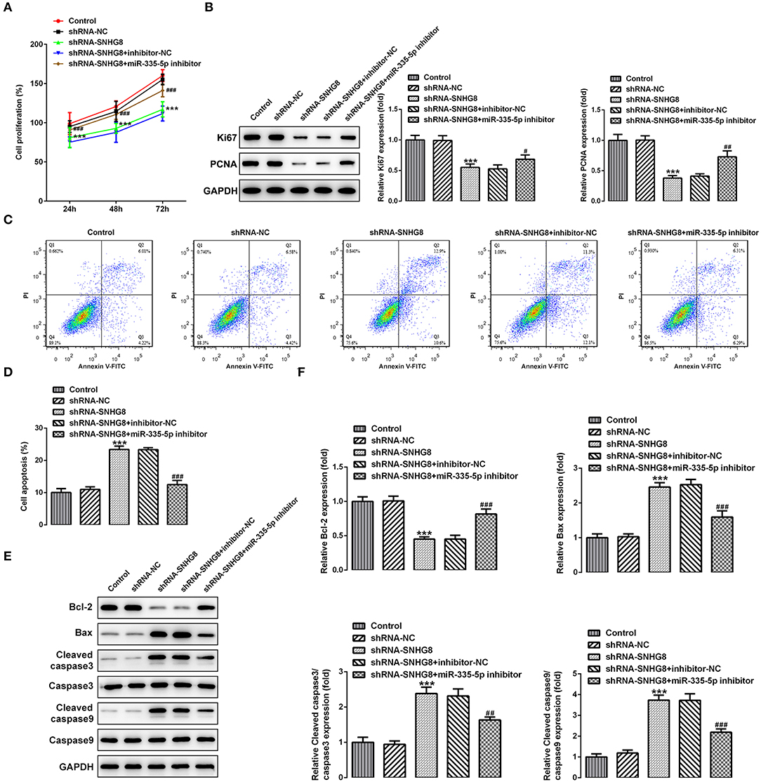 Frontiers Lncrna Snhg8 Promotes Proliferation And Inhibits Apoptosis