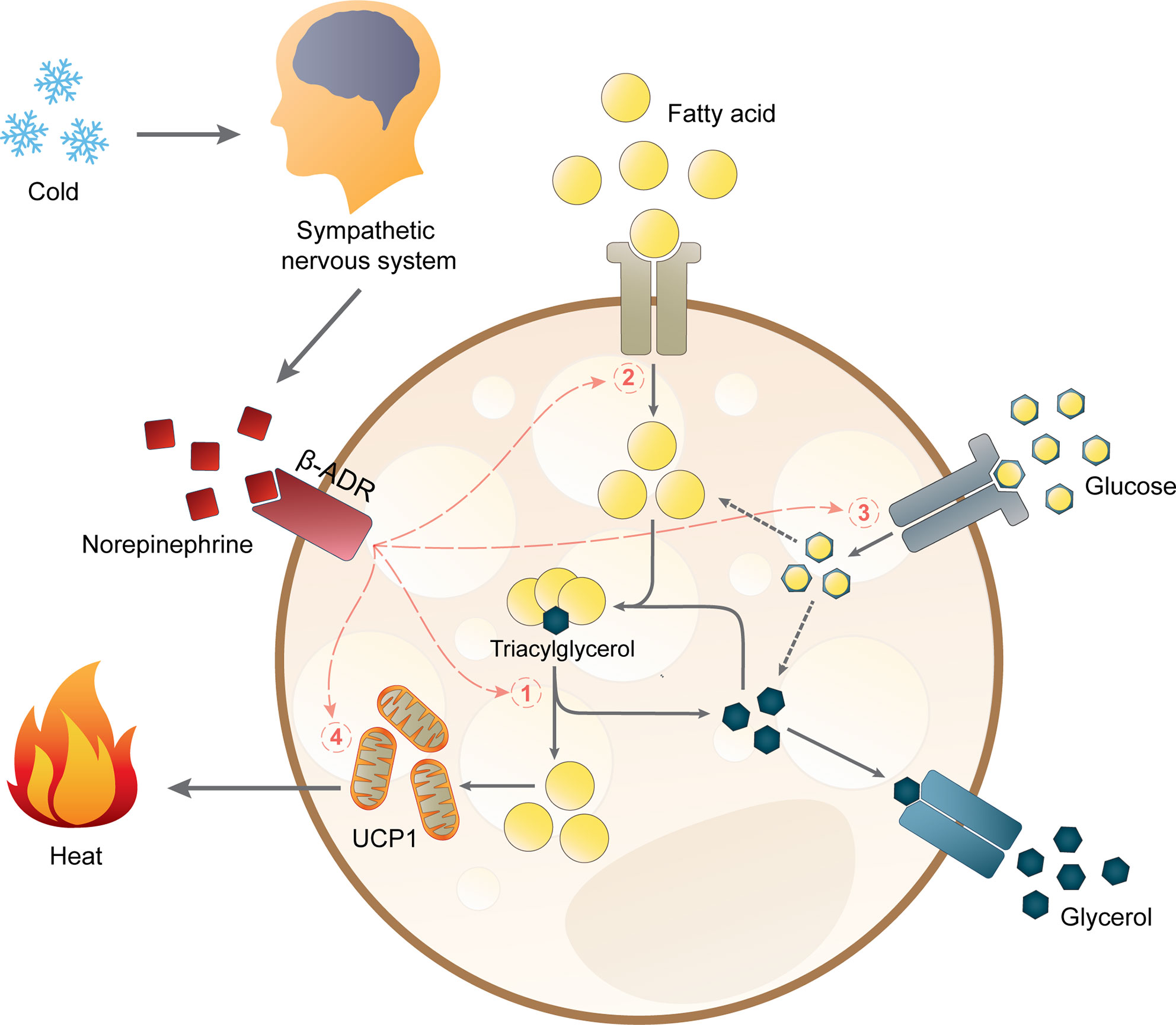 Frontiers Sex Differences In Brown Adipose Tissue Function Sex