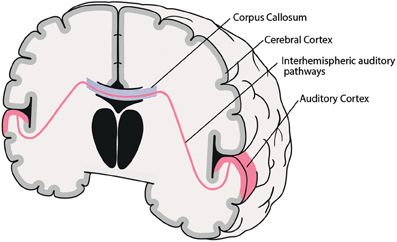 Frontiers | Interhemispheric auditory connectivity: structure and function related to auditory ...