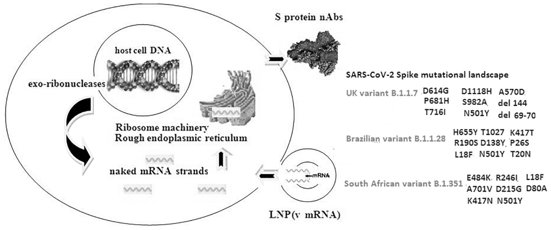 Frontiers | Impact of Ribosome Activity on SARS-CoV-2 LNP – Based mRNA ... Frontiers | Impact of Ribosome Activity on SARS-CoV-2 LNP – Based mRNA ...