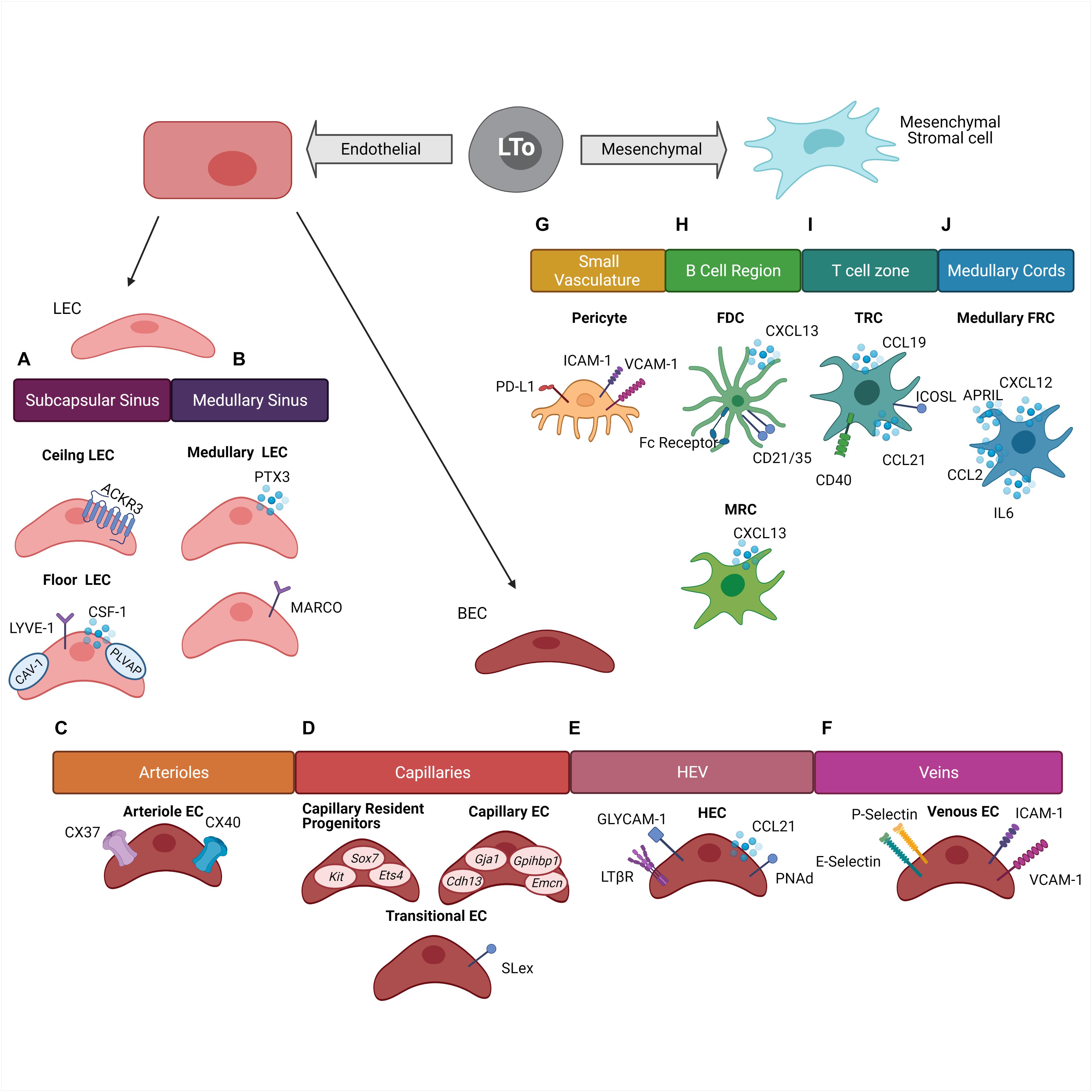 Frontiers Stromal Cells Underlining The Paths From Autoimmunity