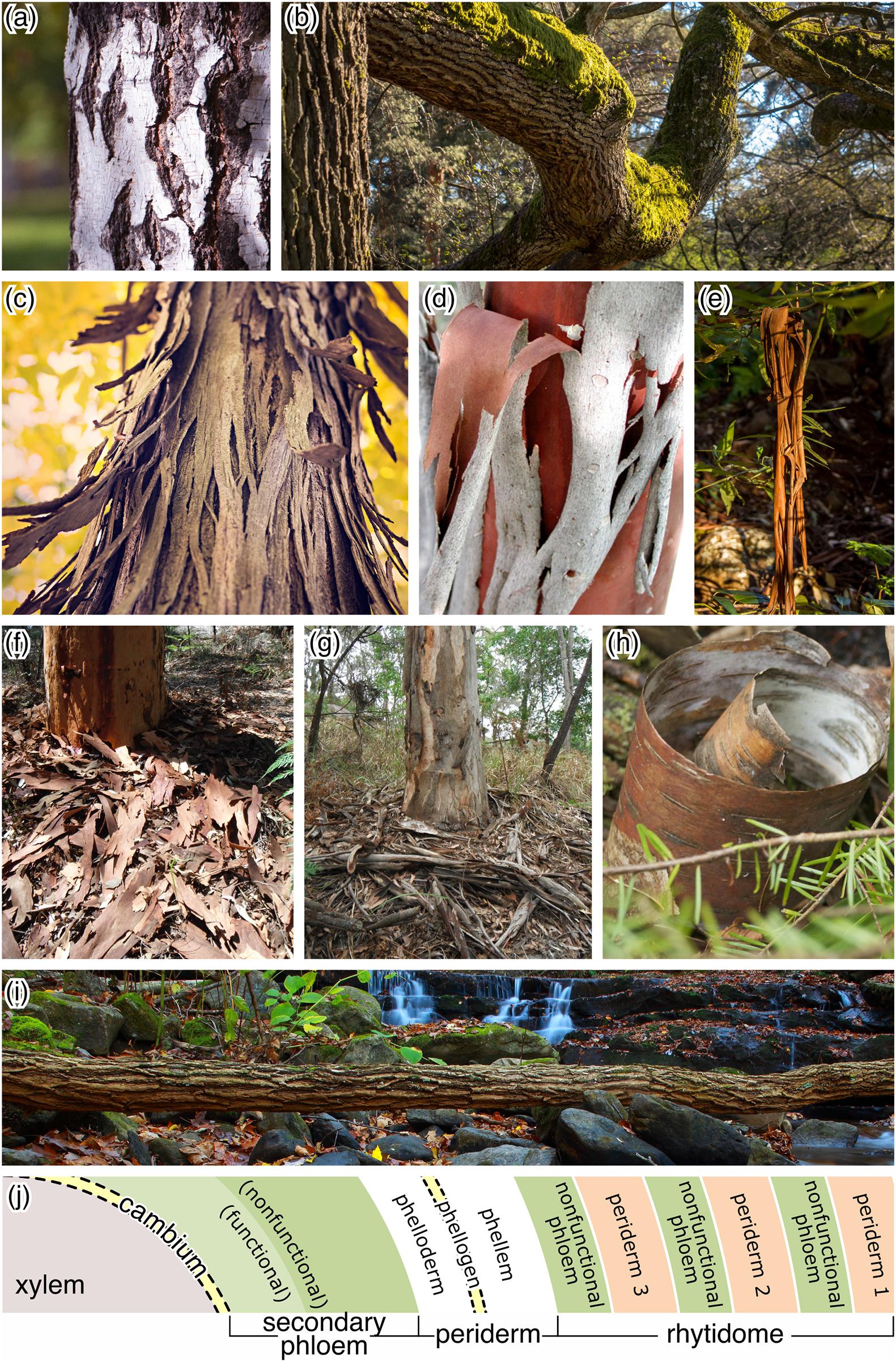 Frontiers Bark Water Interactions Across Ecosystem States And Fluxes