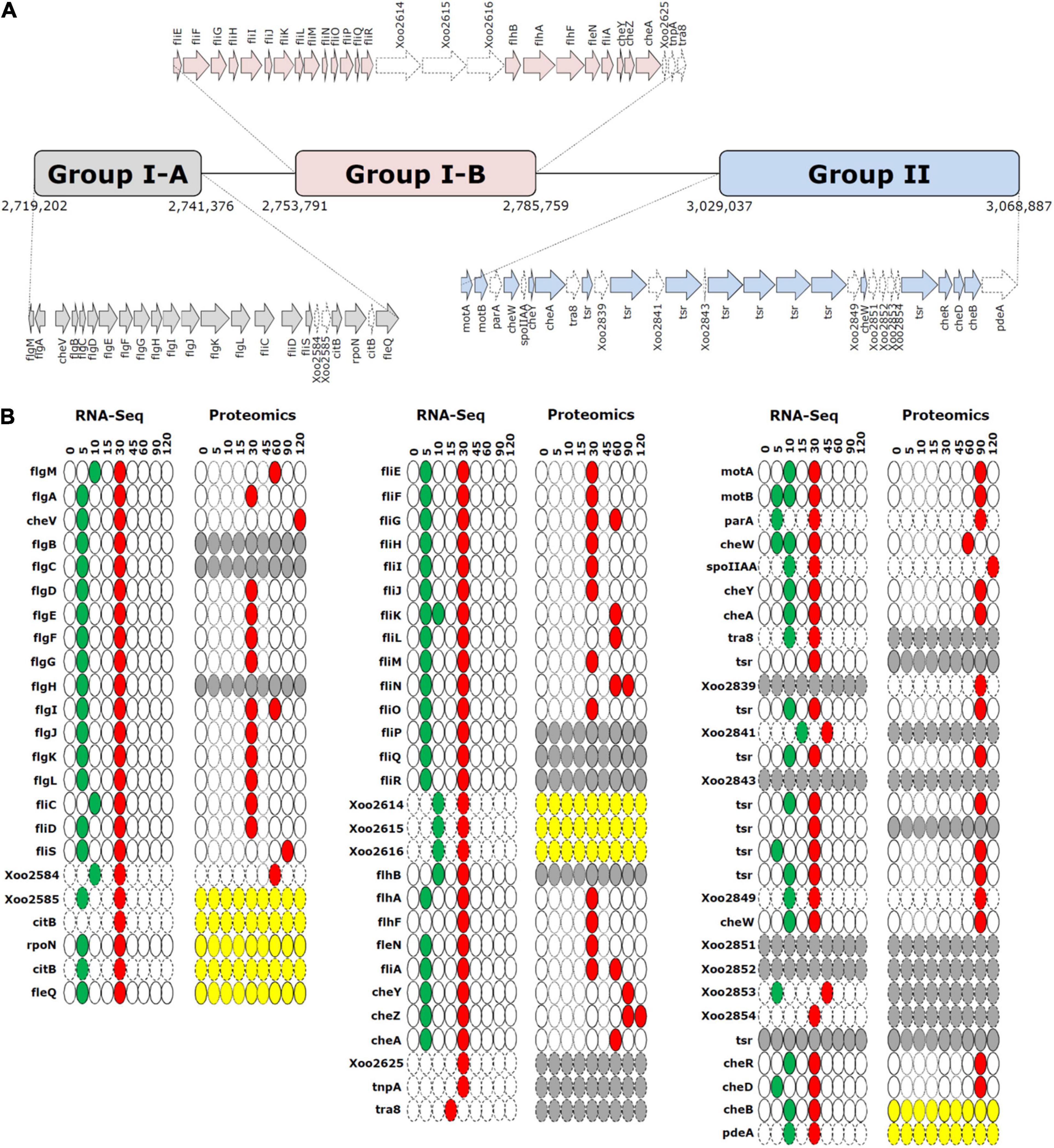 Frontiers Combined Analysis Of The Time Resolved Transcriptome And