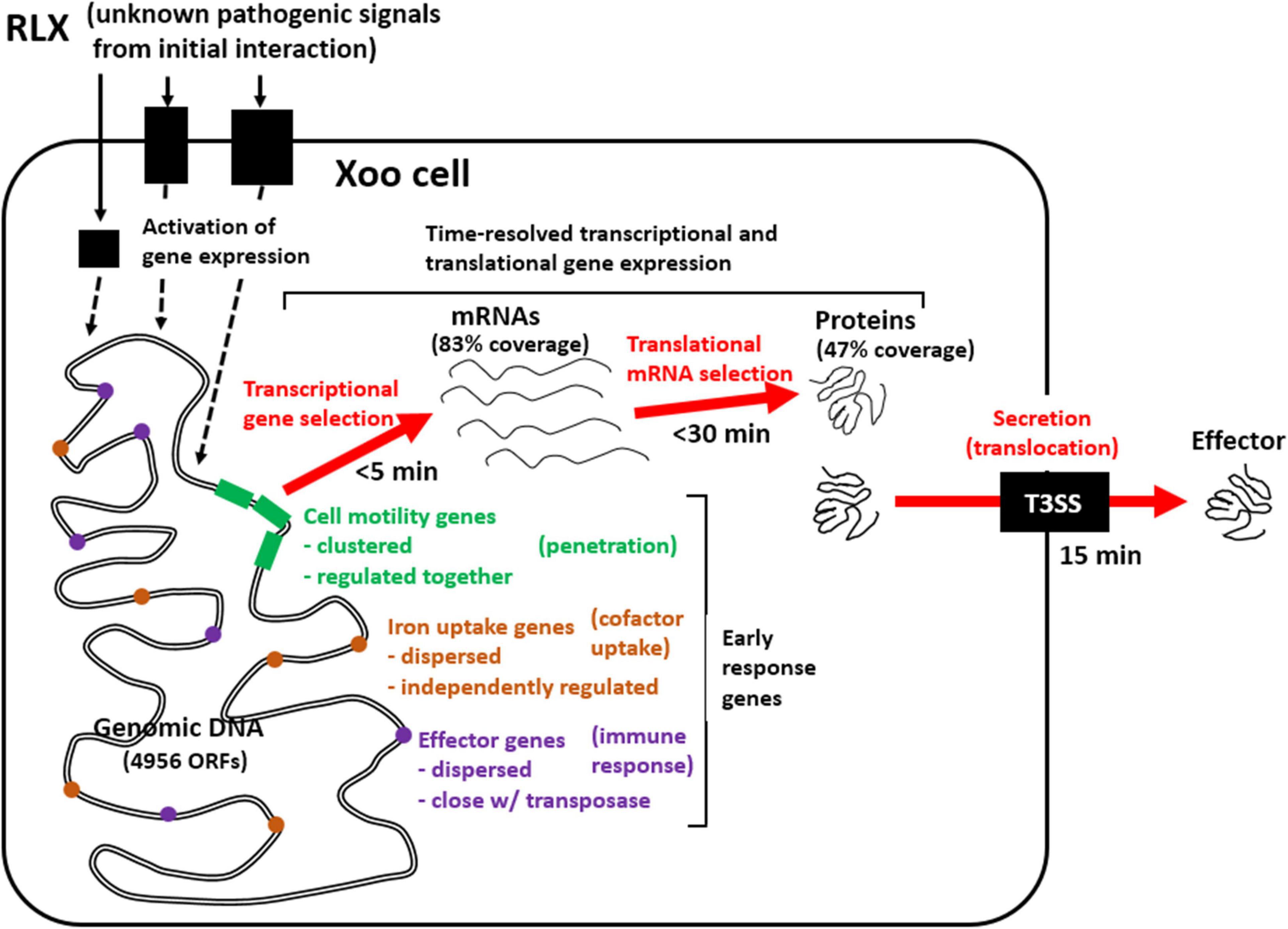 Frontiers Combined Analysis Of The Time Resolved Transcriptome And