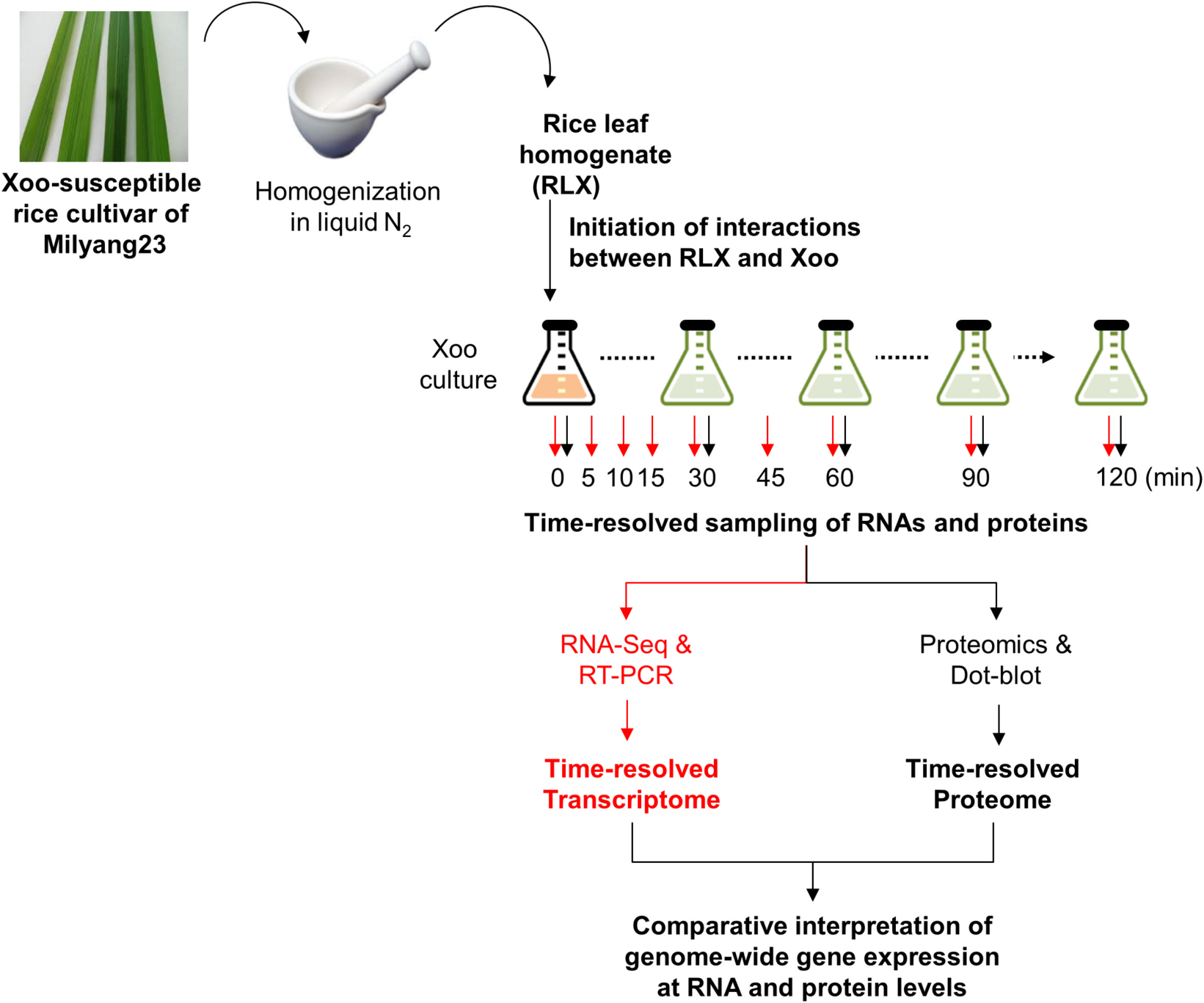 Frontiers Combined Analysis Of The Time Resolved Transcriptome And