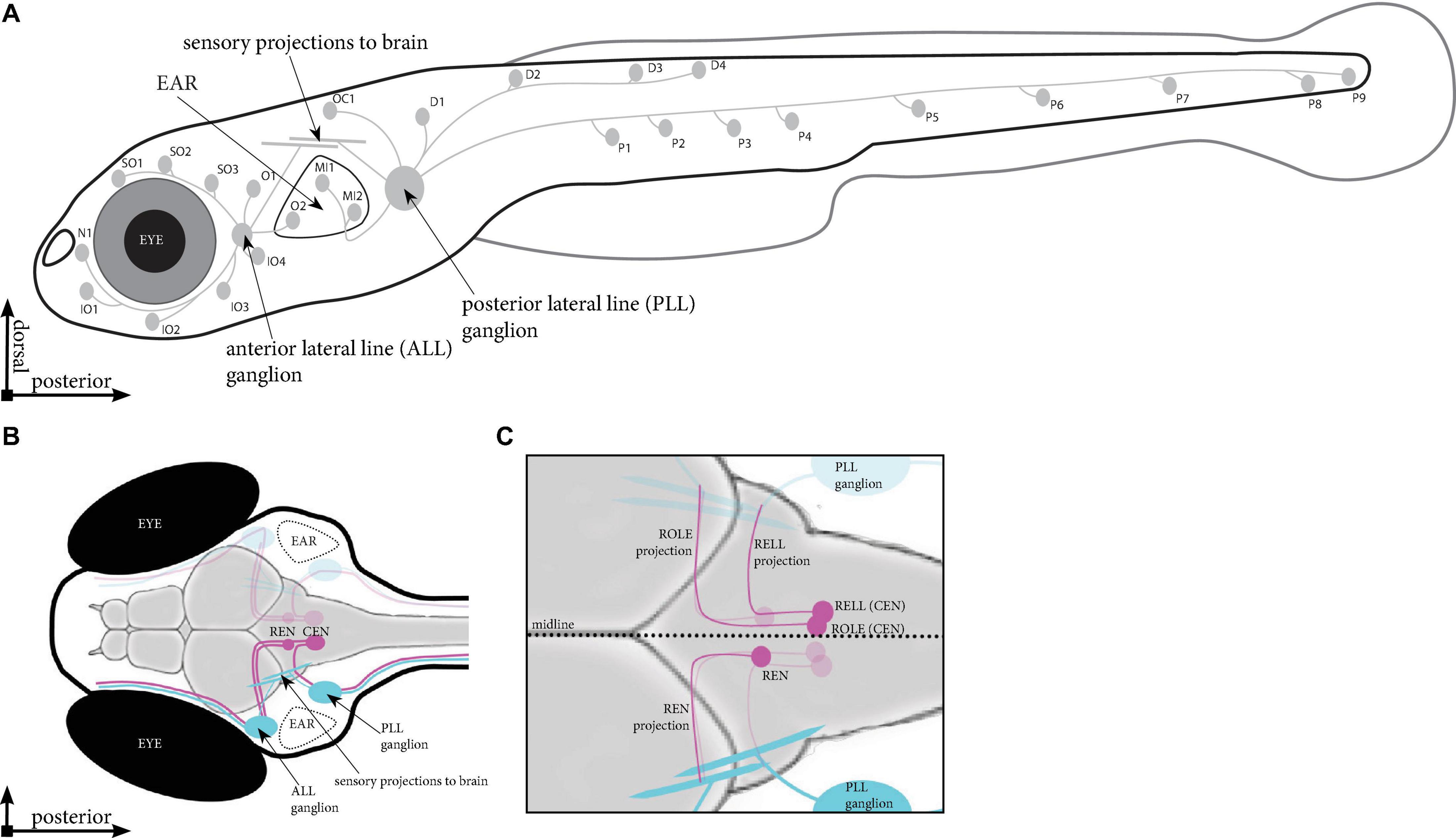 Lateral Line Lateral Line