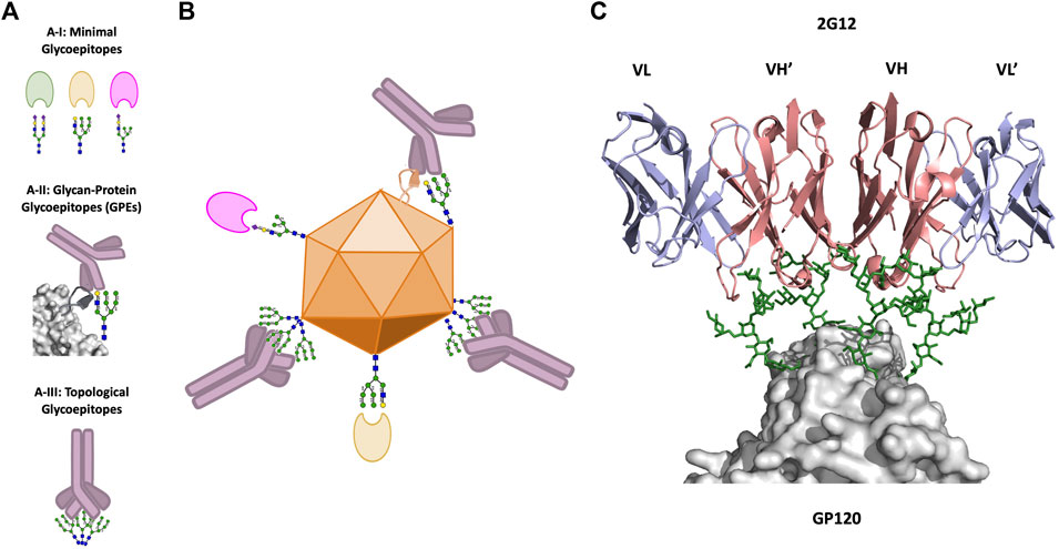 Frontiers Glycans In Virus Host Interactions A Structural Perspective