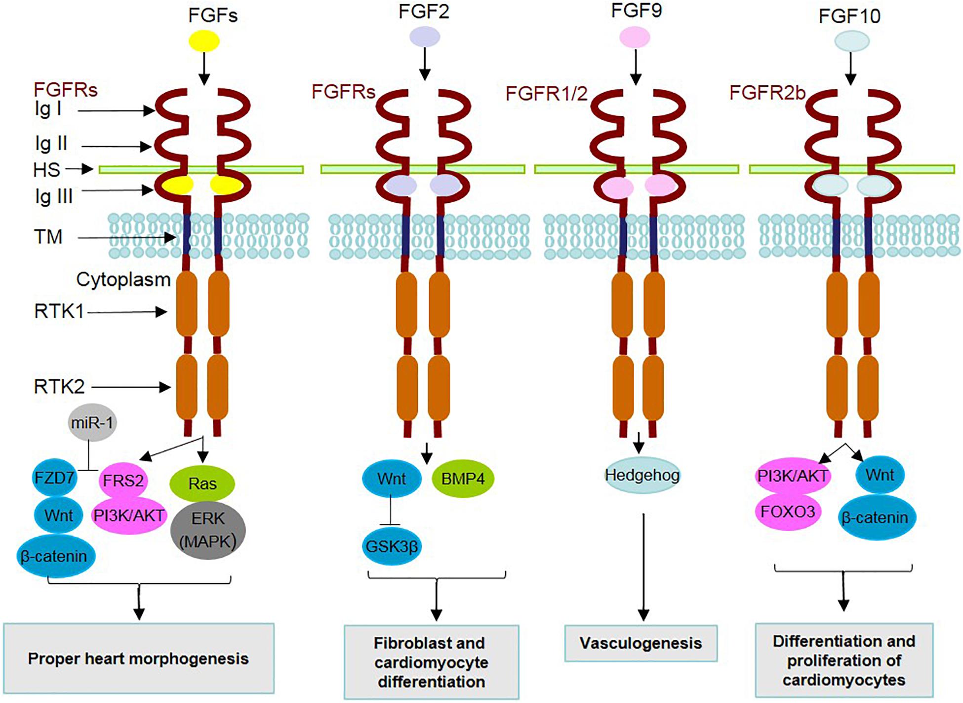 Fgfr Signaling Pathway Fgfr Signaling Pathway