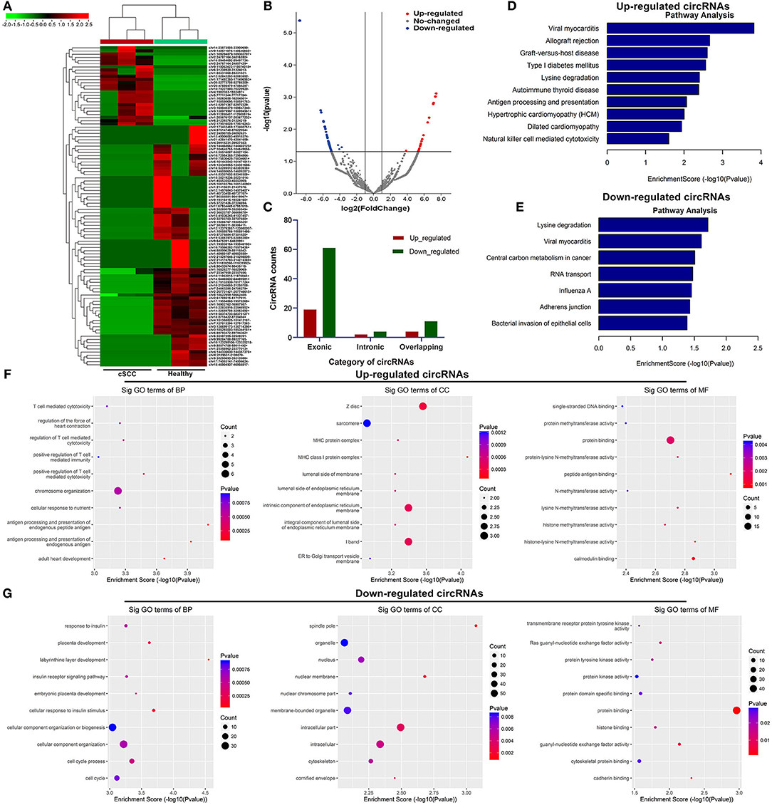 Frontiers Exosomal Circular Rna Rna Seq Profiling And The