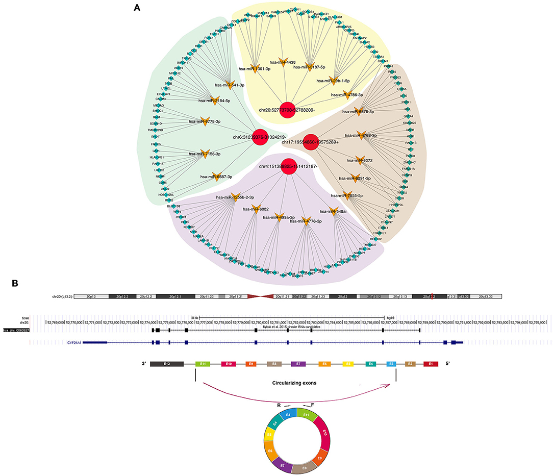 Frontiers Exosomal Circular Rna Rna Seq Profiling And The