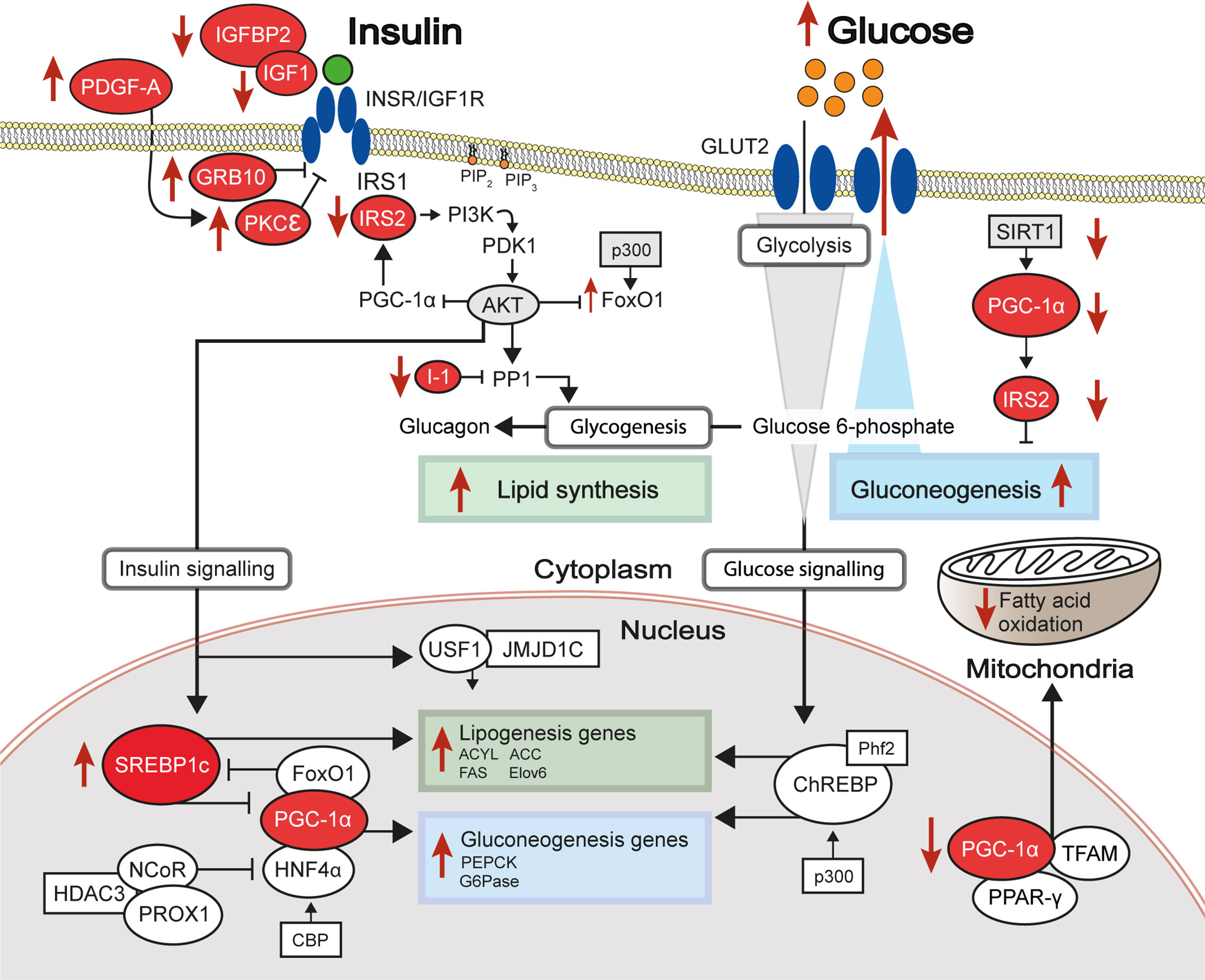 Insulin Resistance Pathway Insulin Resistance Pathway