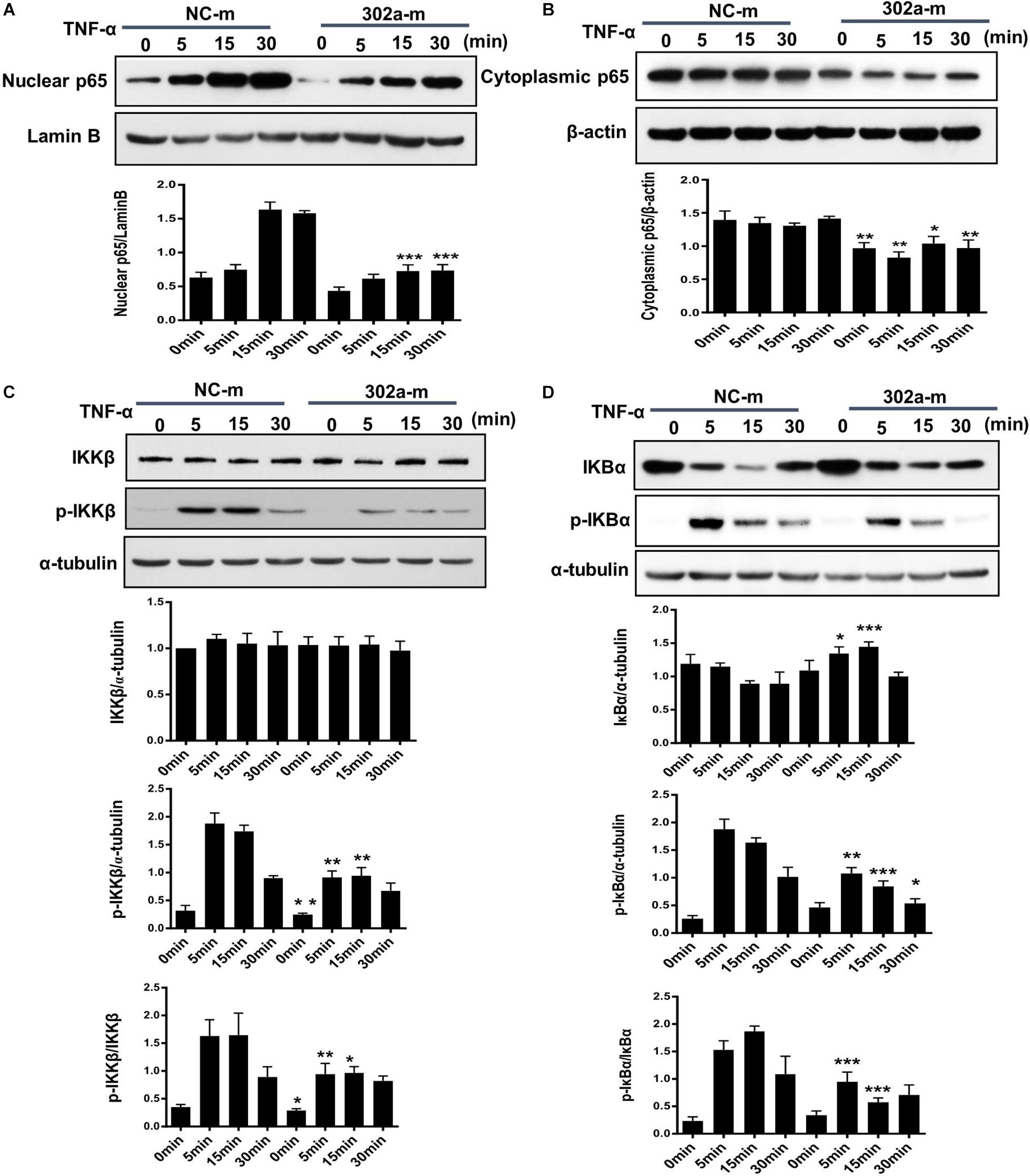 Frontiers Mir 302a Limits Vascular Inflammation By Suppressing