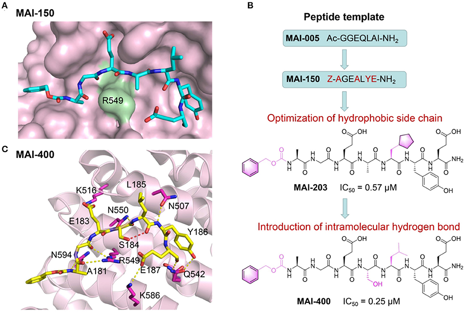 Frontiers Rational Design Of Peptide Based Inhibitors Disrupting