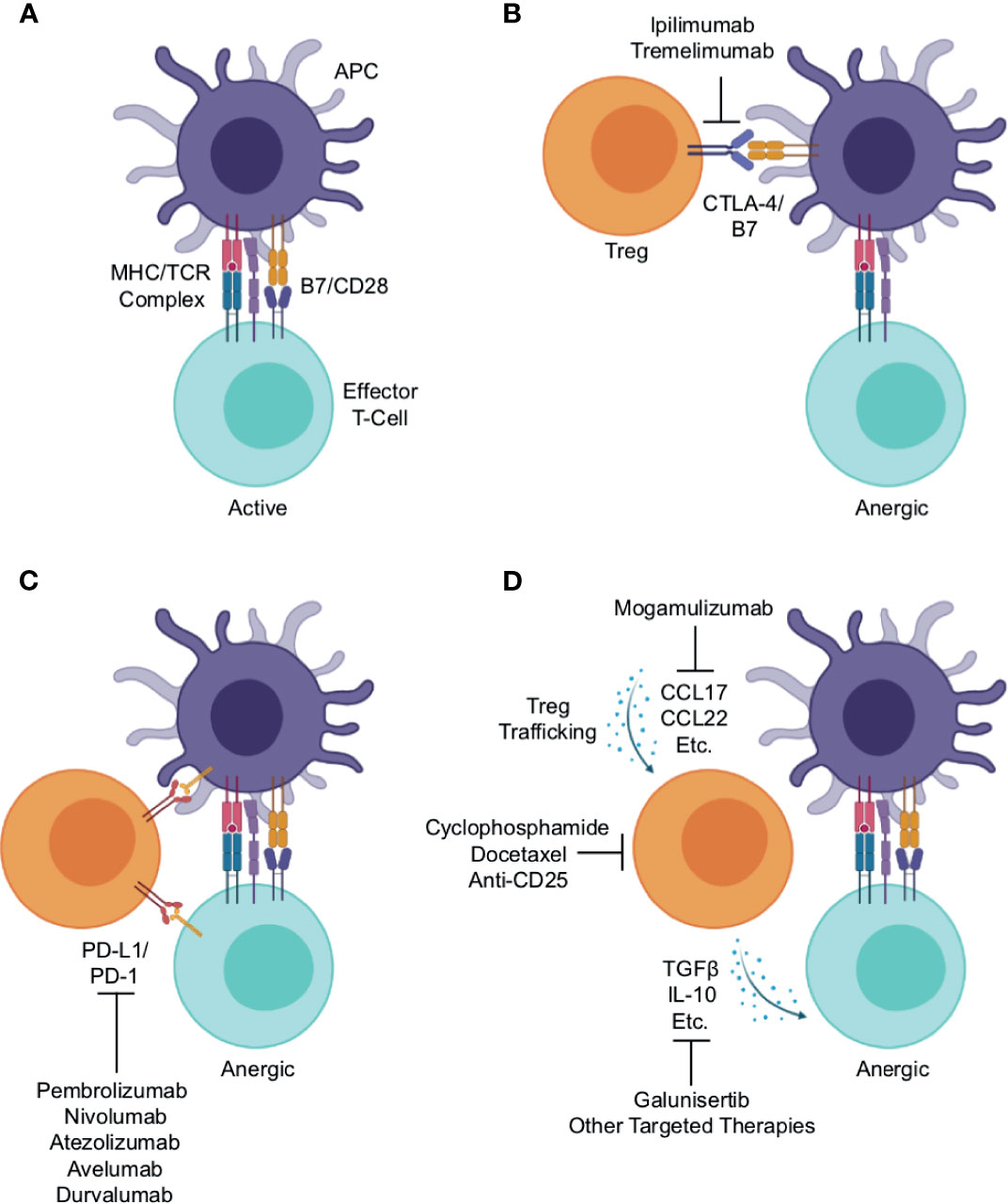 Frontiers Regulatory T Cells As An Emerging Barrier To Immune
