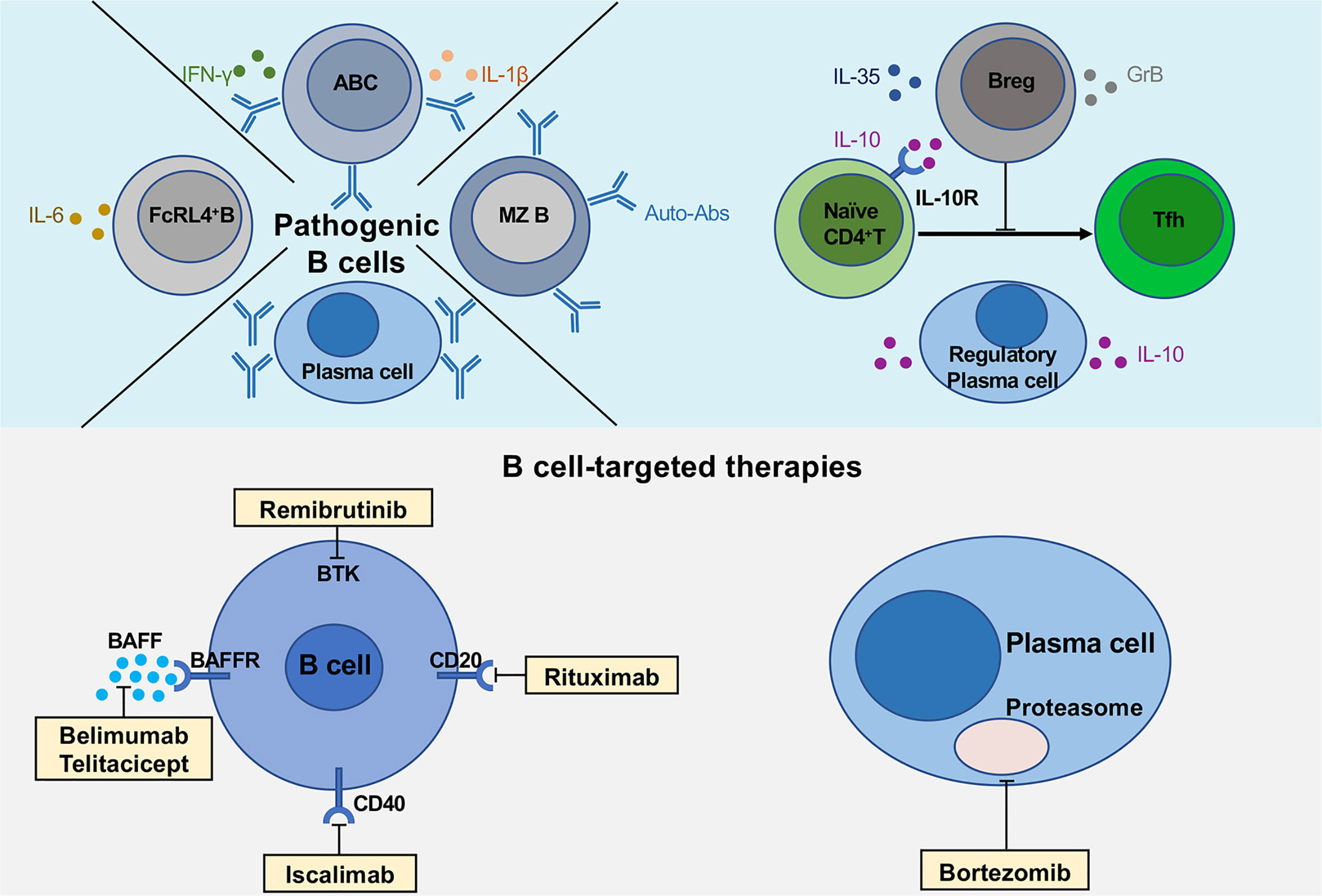 Frontiers The Multiple Roles Of B Cells In The Pathogenesis Of