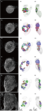 Frontiers | Anatomical Comparison of Antennal Lobes in Two Sibling ...