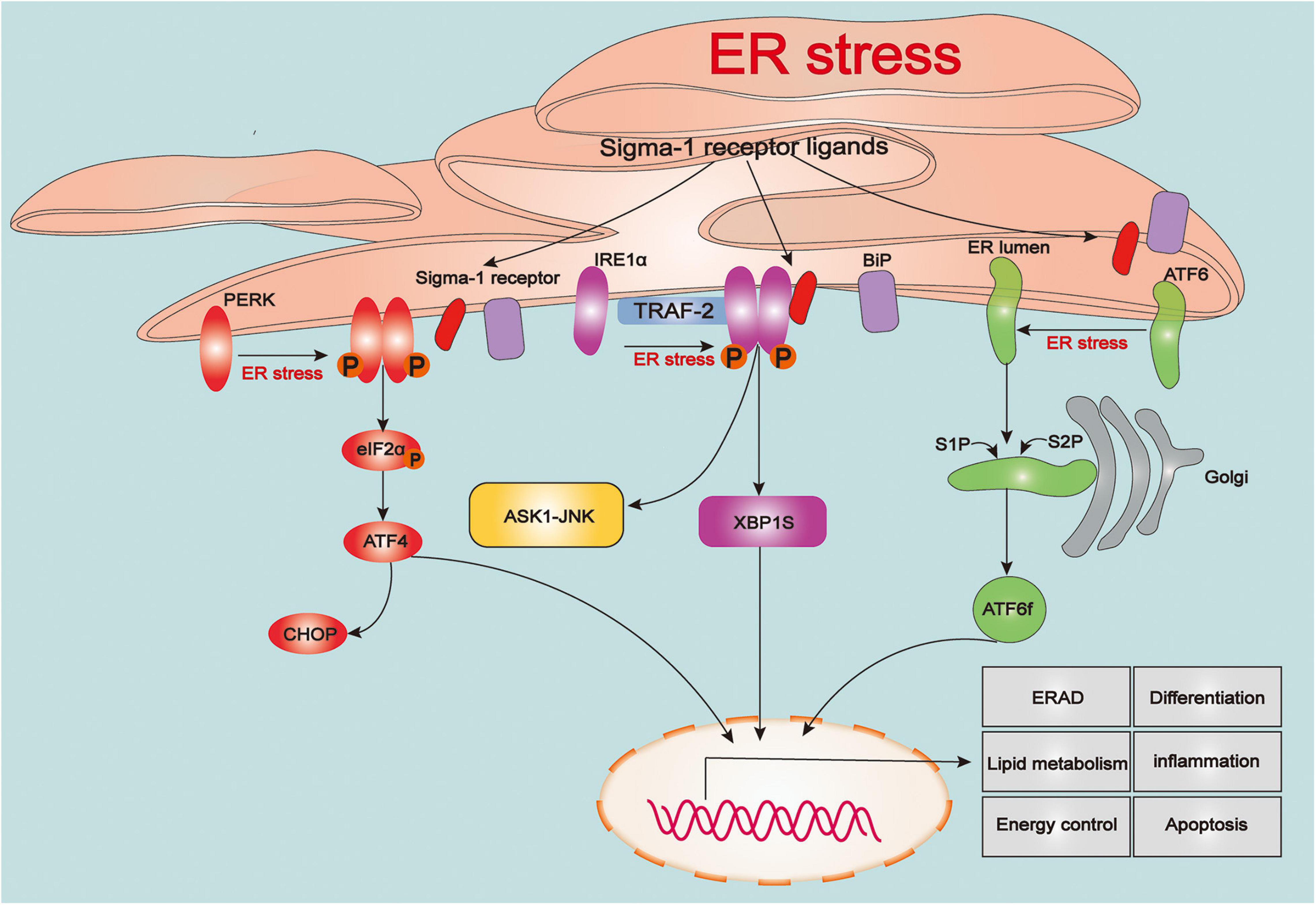 Frontiers Sigma 1 Receptor A Potential Therapeutic Target For 