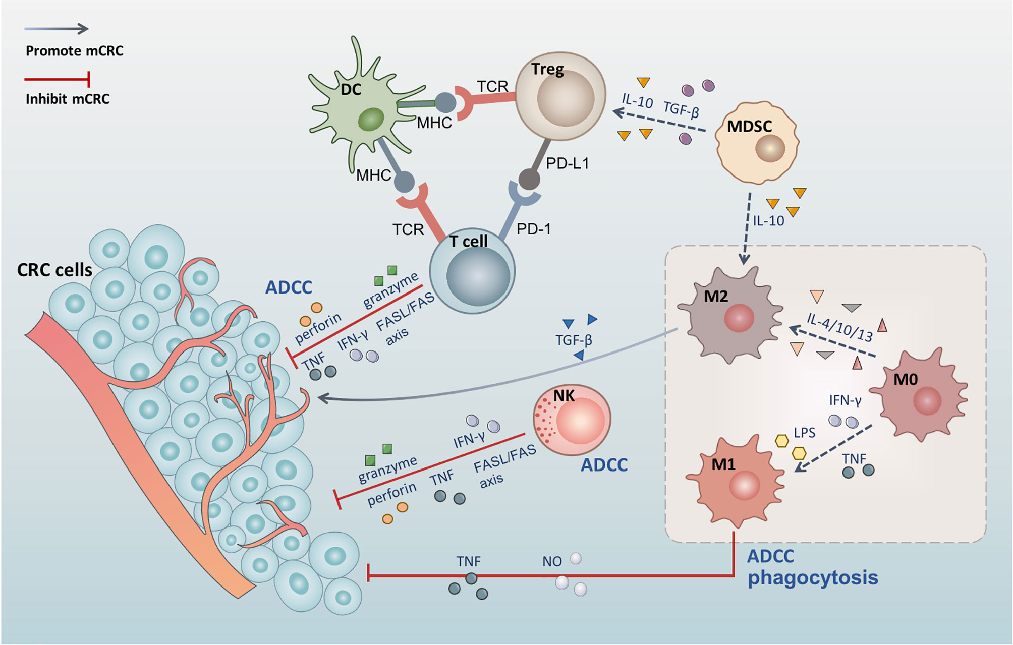 Tumor Microenvironment Tumor Microenvironment