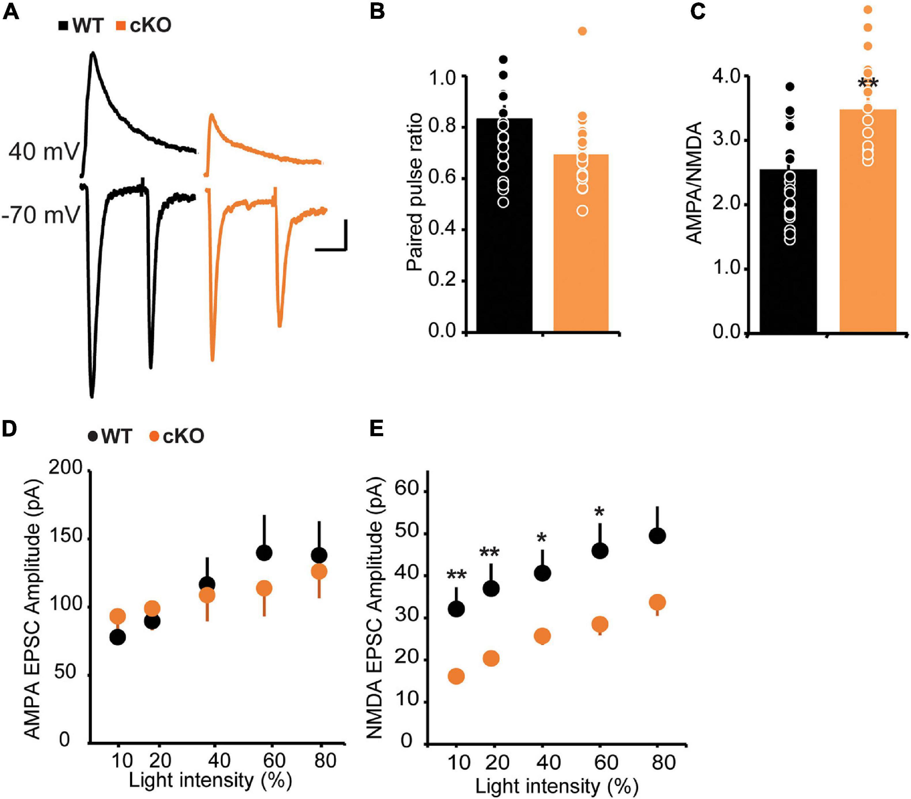 Frontiers Deletion Of Erbb4 Disrupts Synaptic Transmission And Long
