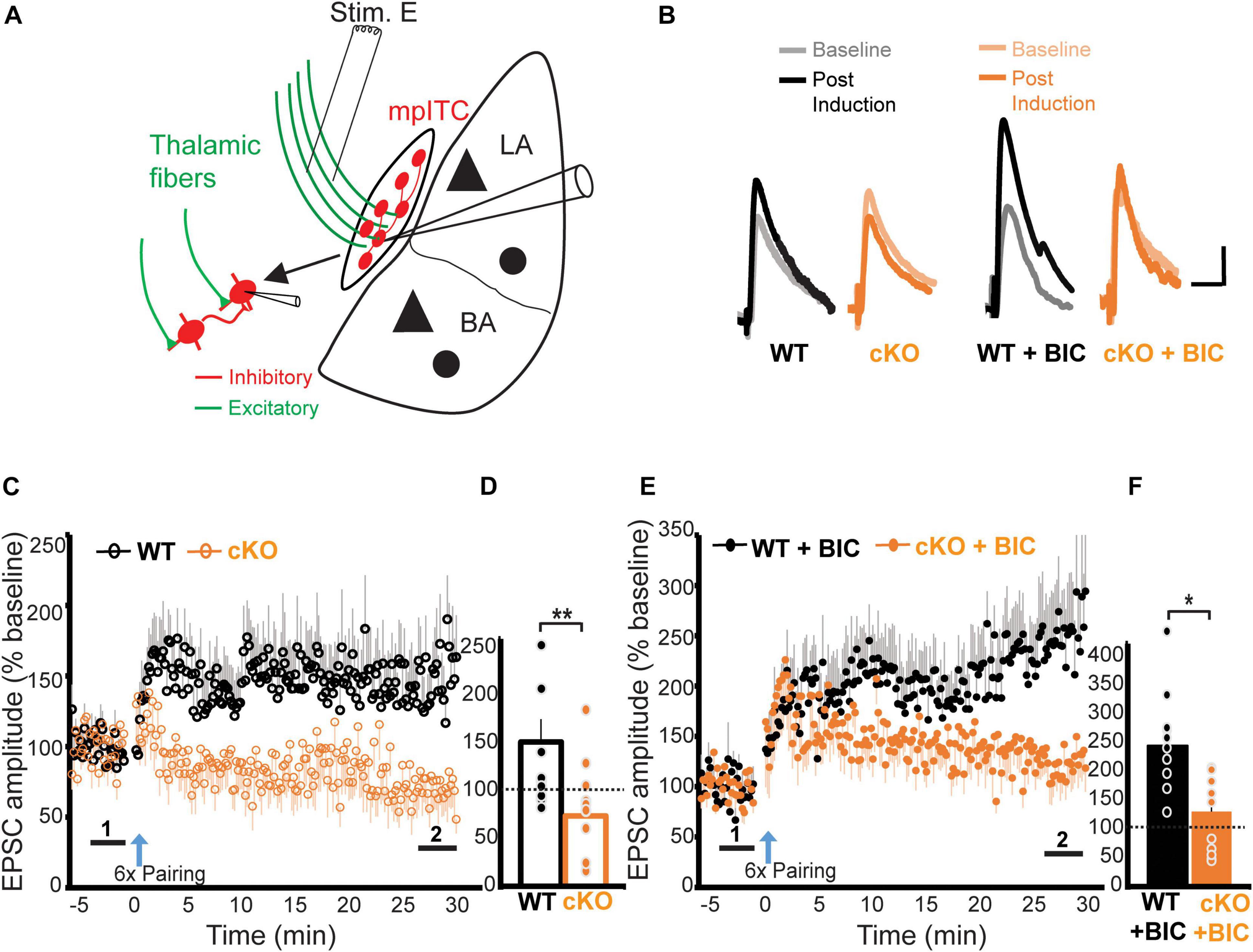 Frontiers Deletion Of Erbb4 Disrupts Synaptic Transmission And Long