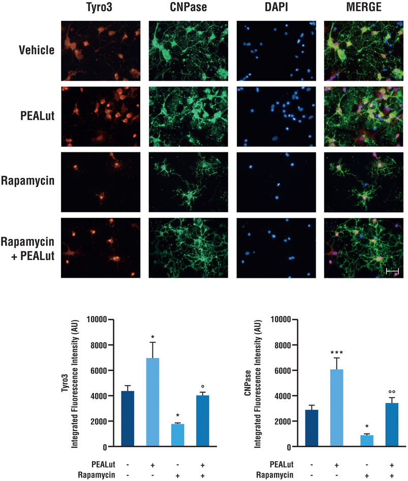 Frontiers Co Ultramicronized Palmitoylethanolamide Luteolin Induced