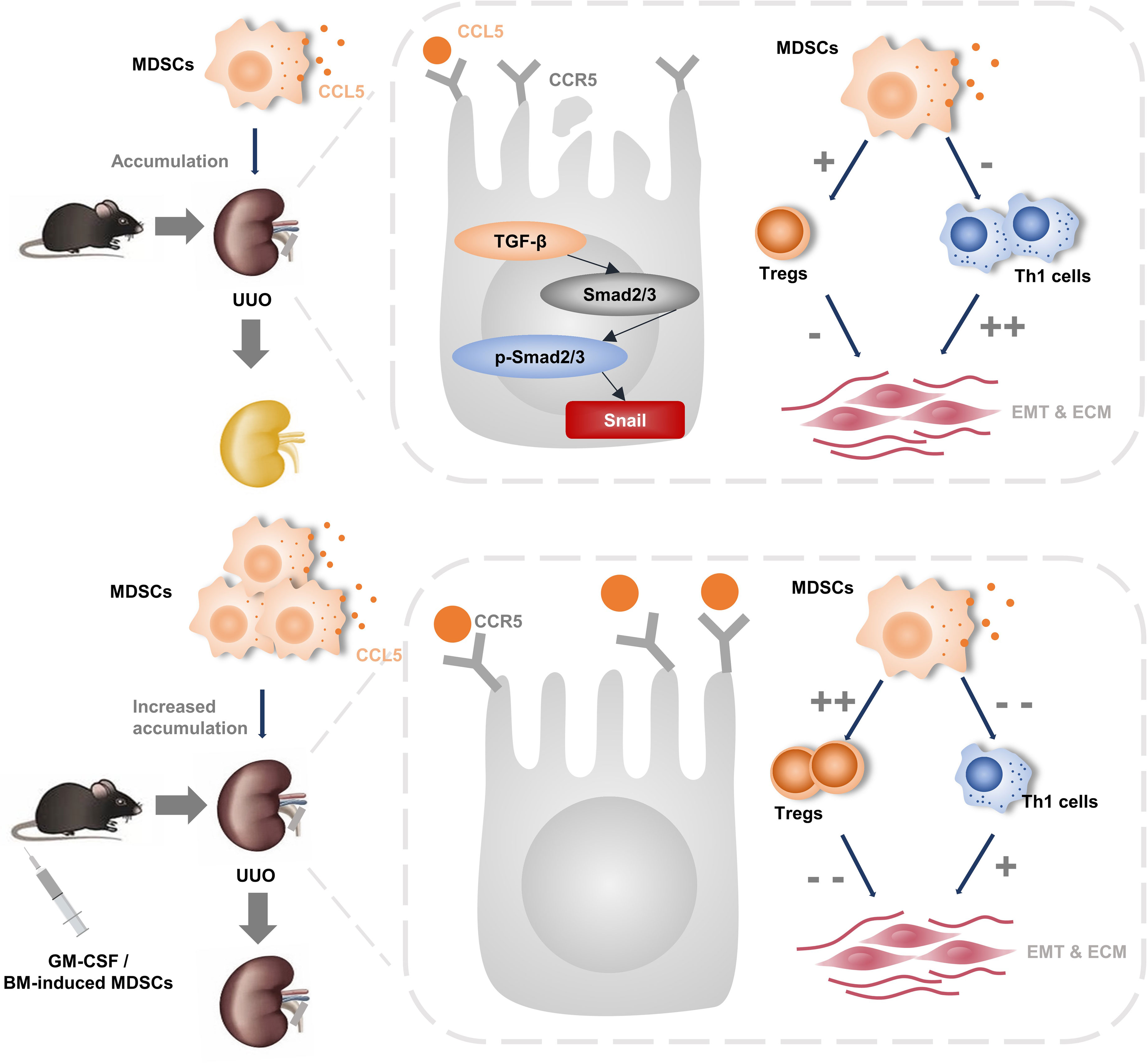 Frontiers Myeloid Derived Suppressor Cells Alleviate Renal Fibrosis