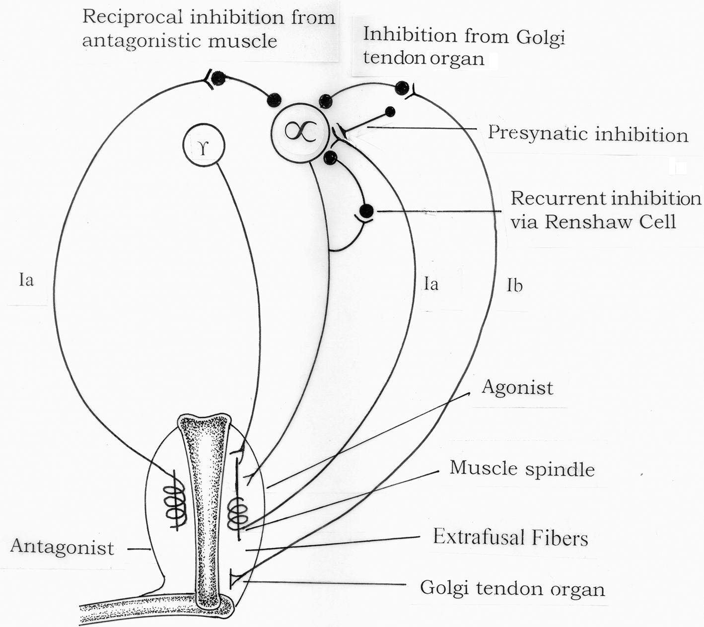 Babinski Reflex Pathway Babinski Reflex Pathway