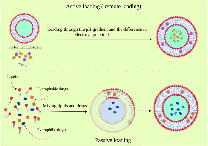 Frontiers | Liposomes: Structure, Biomedical Applications, and ...