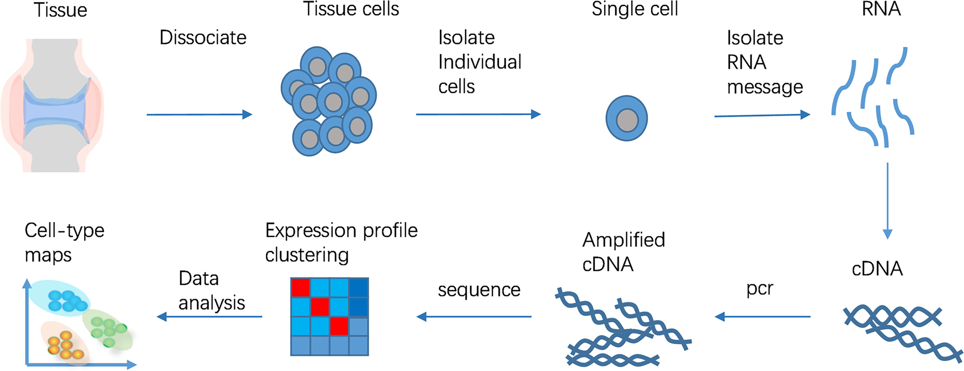 ScRNA Seq Workflow ScRNA Seq Workflow