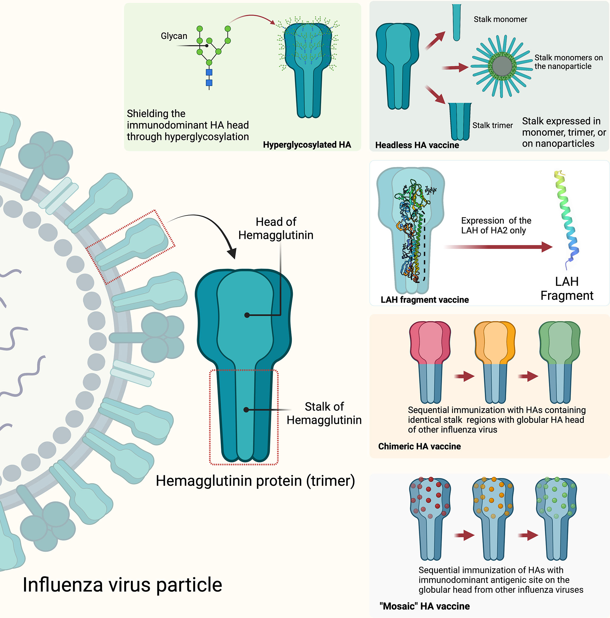 Frontiers Advances In Development And Application Of Influenza Vaccines