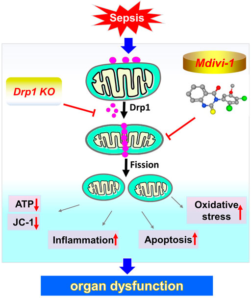 Frontiers | Protective Effects of Inhibition of Mitochondrial Fission on Organ Function After Sepsis