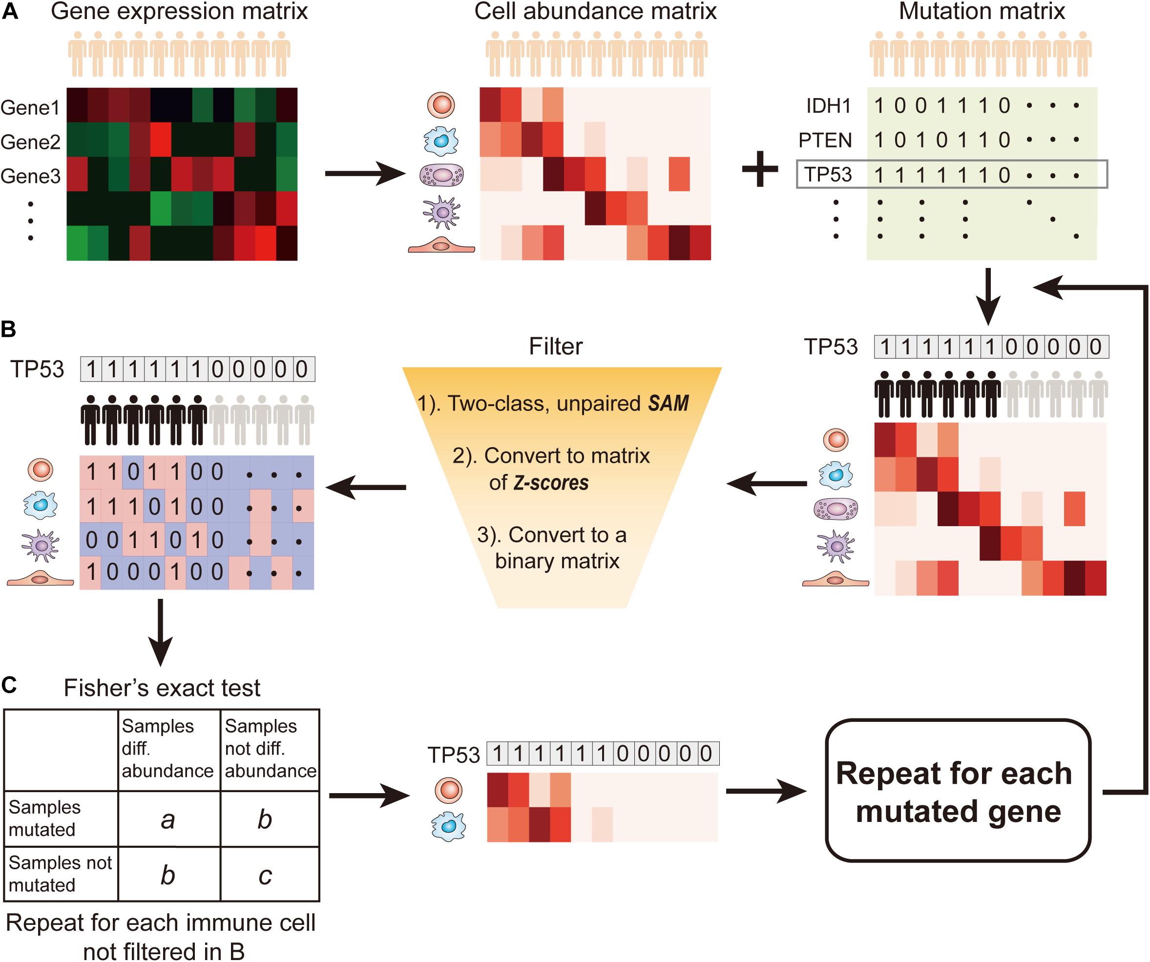 Frontiers Identification Of Somatic Mutation Driven Immune Cells By