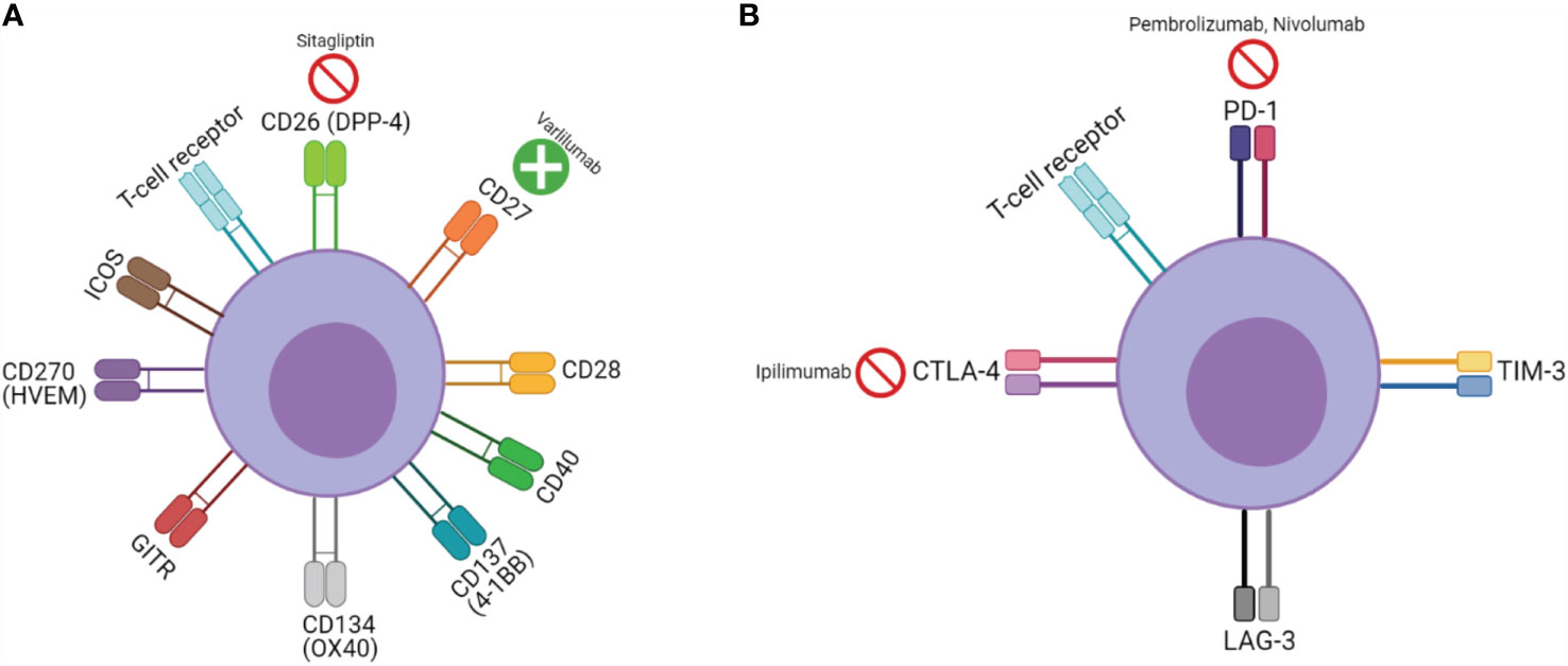 Frontiers Targeting The Cd27 Cd70 Pathway To Improve Outcomes In Both