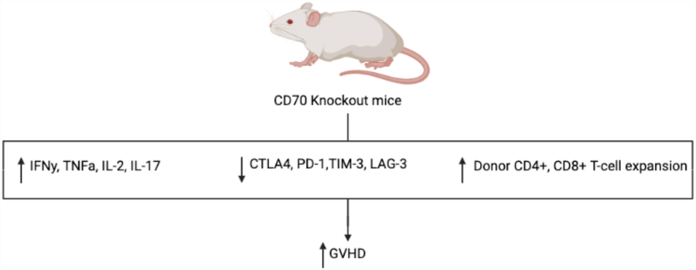 Frontiers Targeting The Cd27 Cd70 Pathway To Improve Outcomes In Both